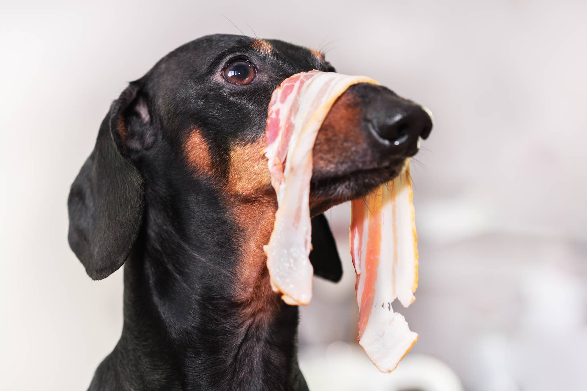Easy 3-Ingredient Dog Treat Recipe Goes Viral on TikTok - PetHelpful