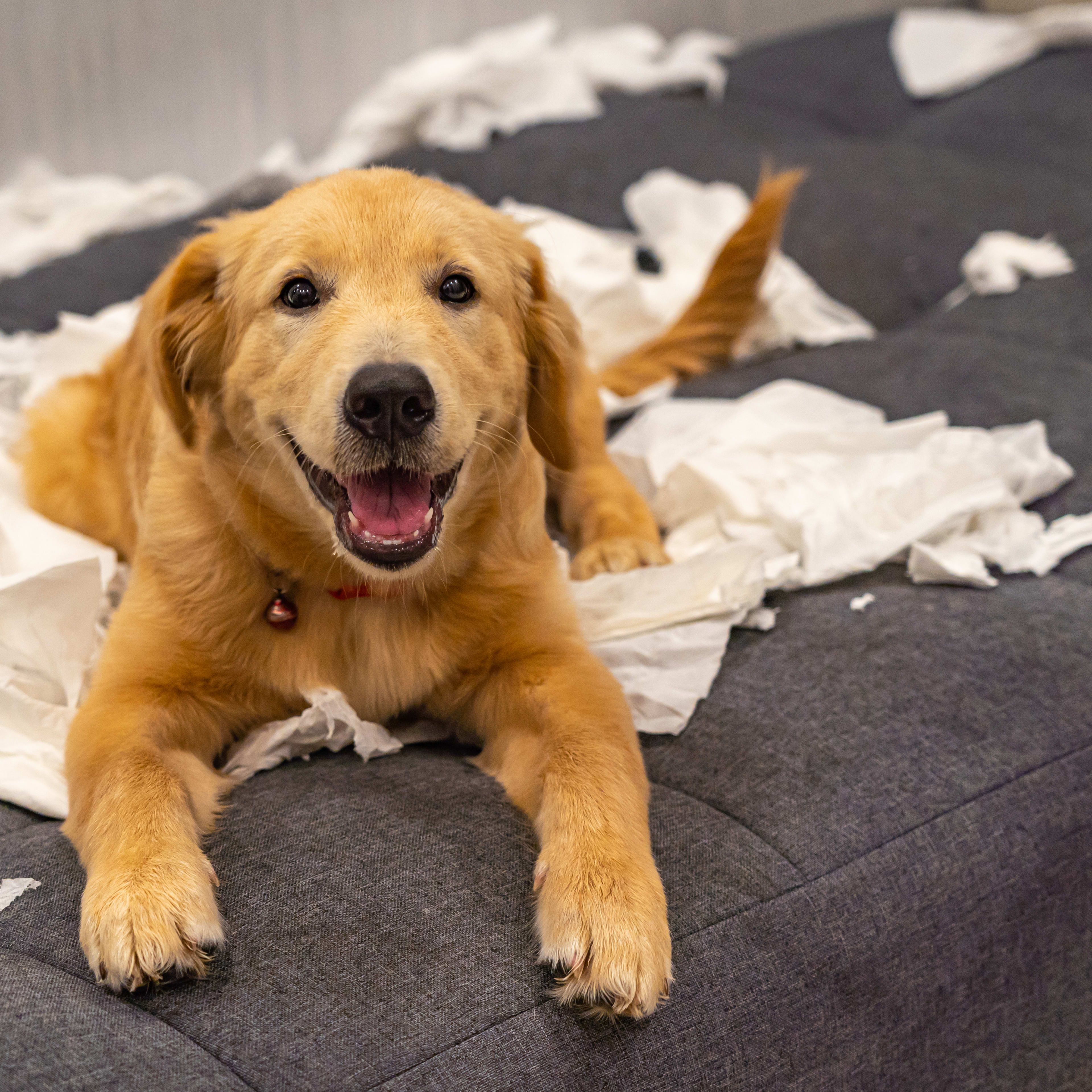 Bernese Mountain Dog’s 'Unhinged' Habits Go Viral - PetHelpful