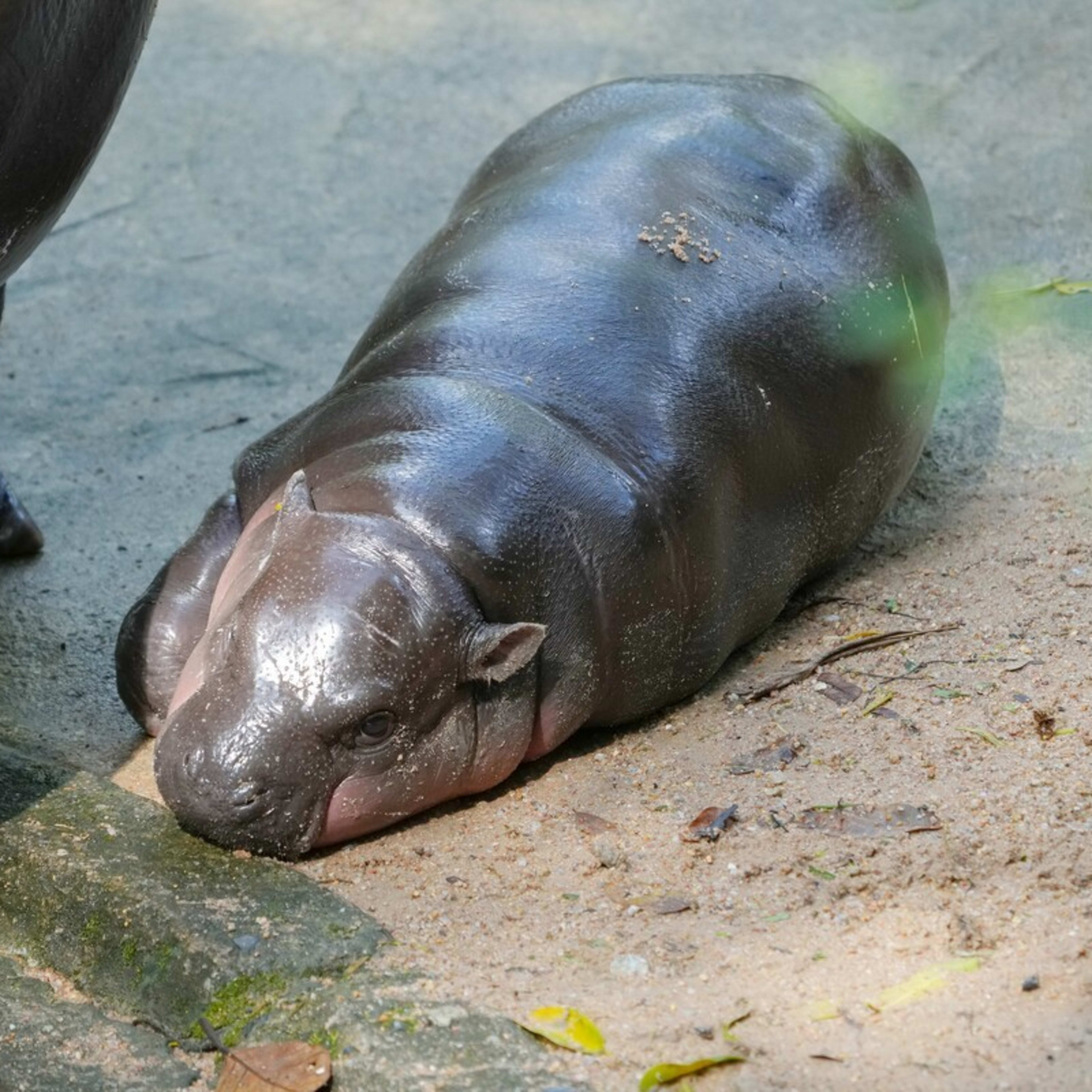 Feisty Baby Pygmy Hippo Adorably ‘Attacks’ Mom at John Ball Zoo ...