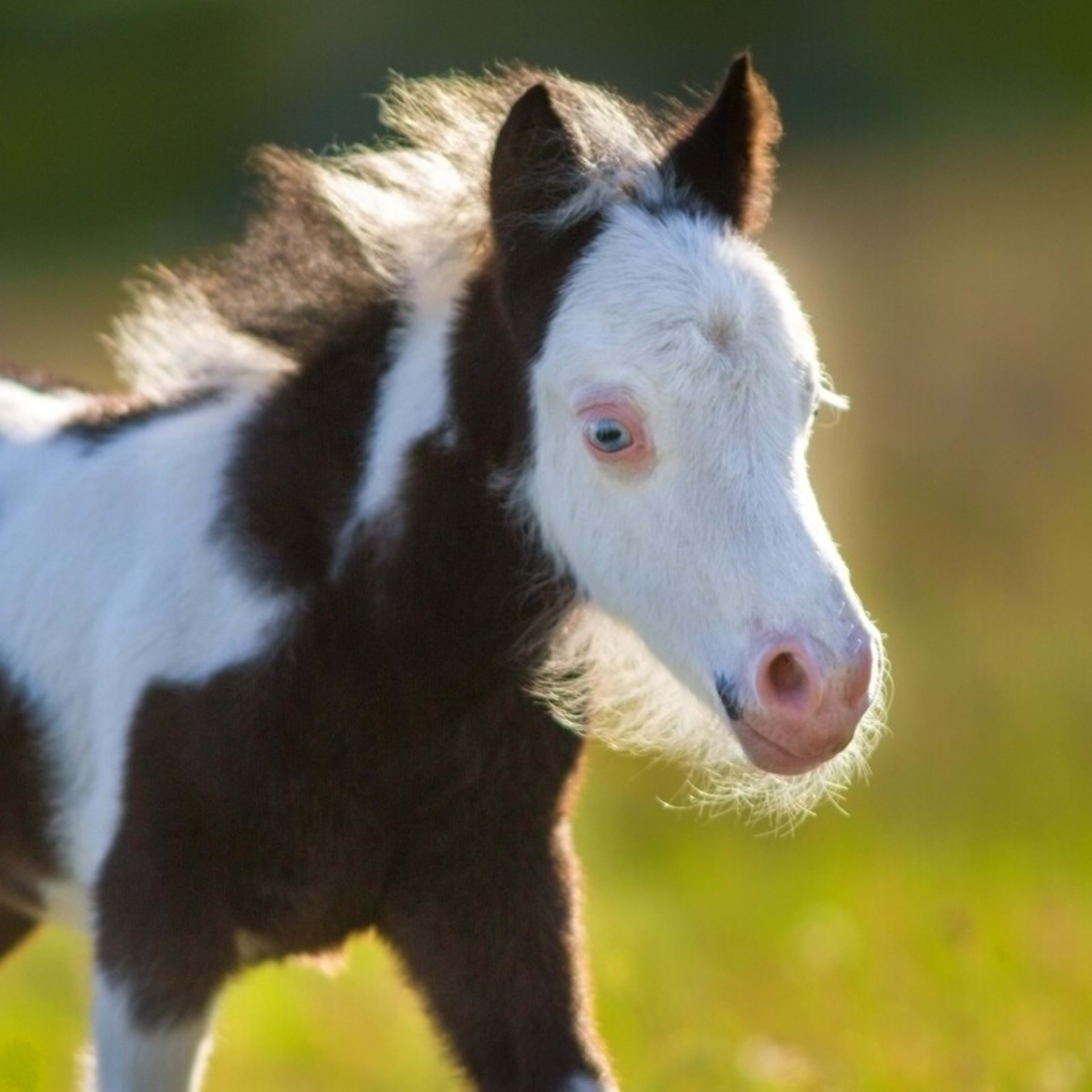Miniature Pony Is the Ultimate ‘Pear Menace,’ and It’s Too Cute ...