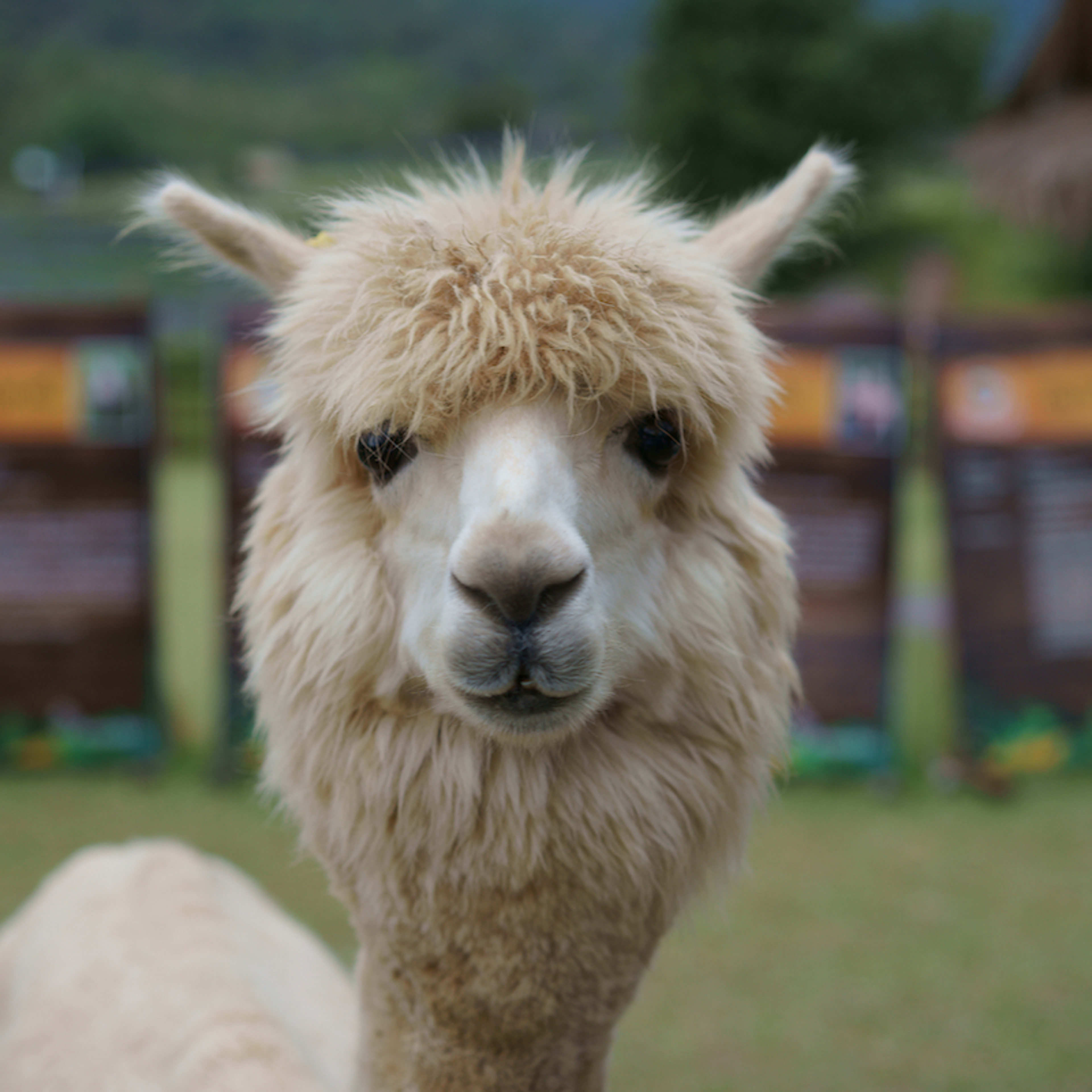 Tiny Baby Alpaca's Wobbly First Steps Are a Sight For Sore Eyes ...
