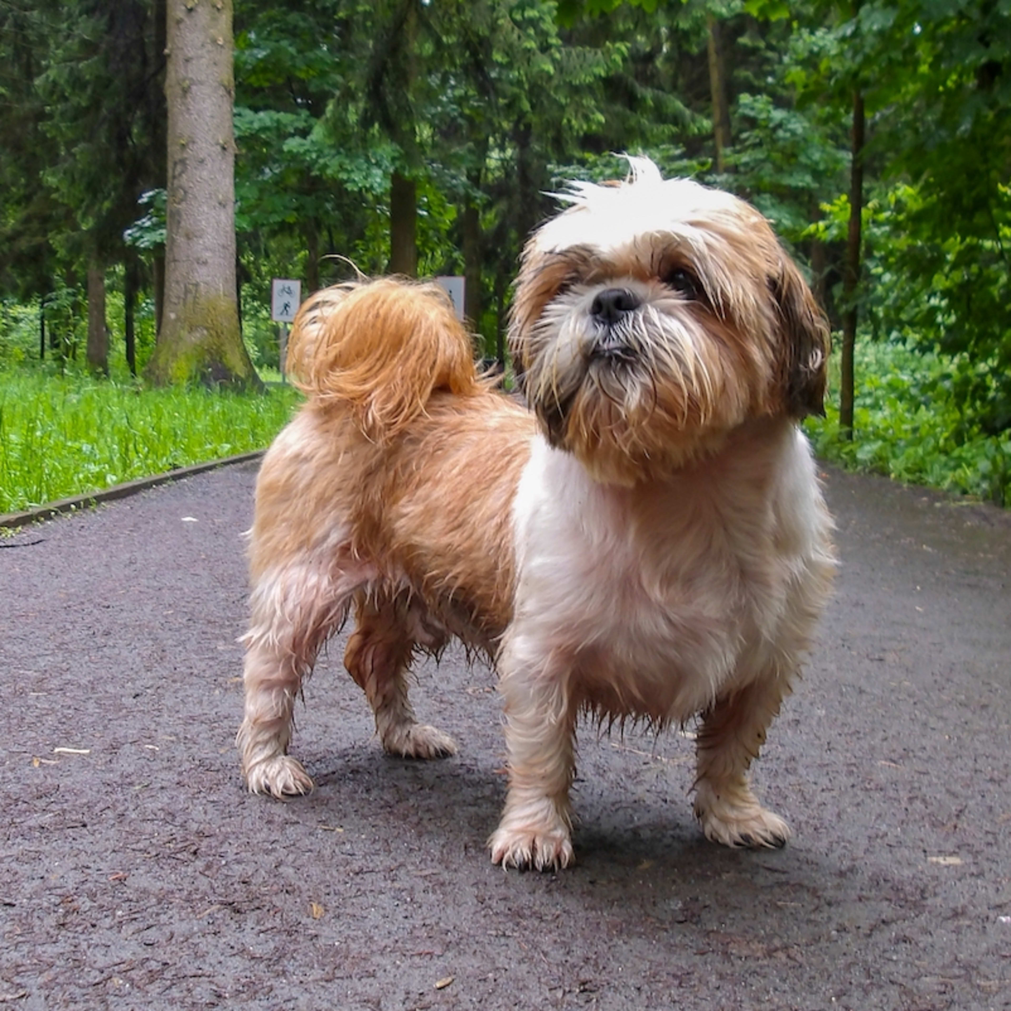Adorable Shih-Tzu Loves Warm Laundry - PetHelpful