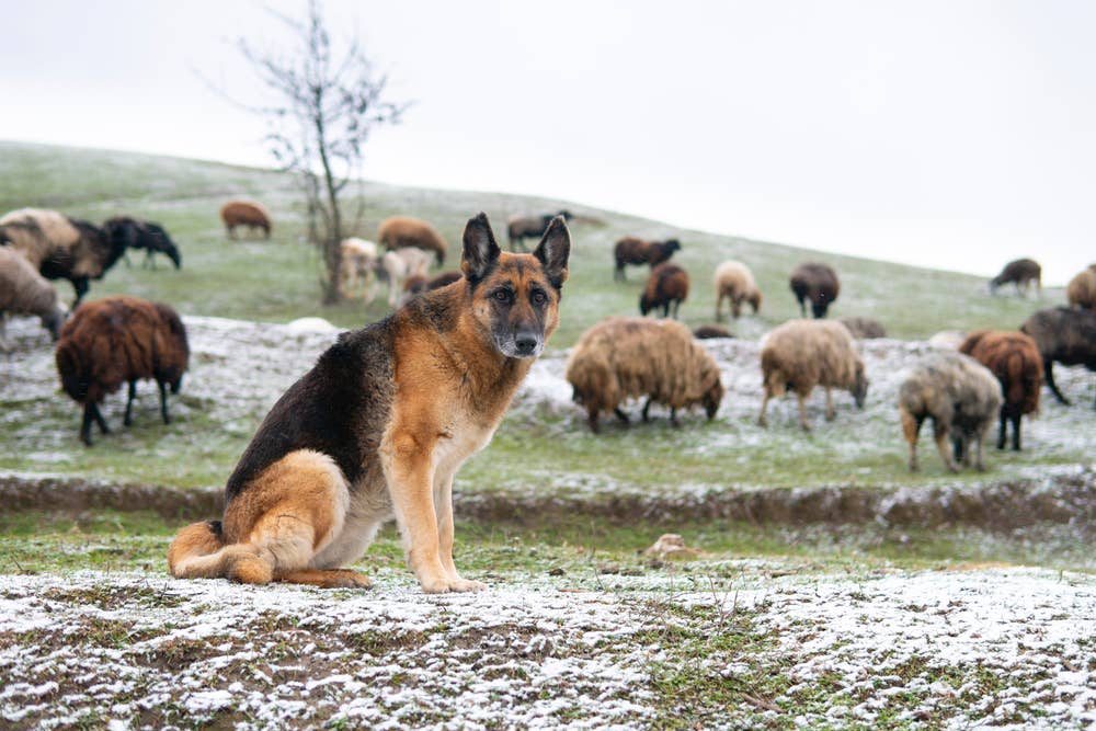 Fluffy German Shepherd Puppy Sounds Oh-So Fierce (Almost) - PetHelpful