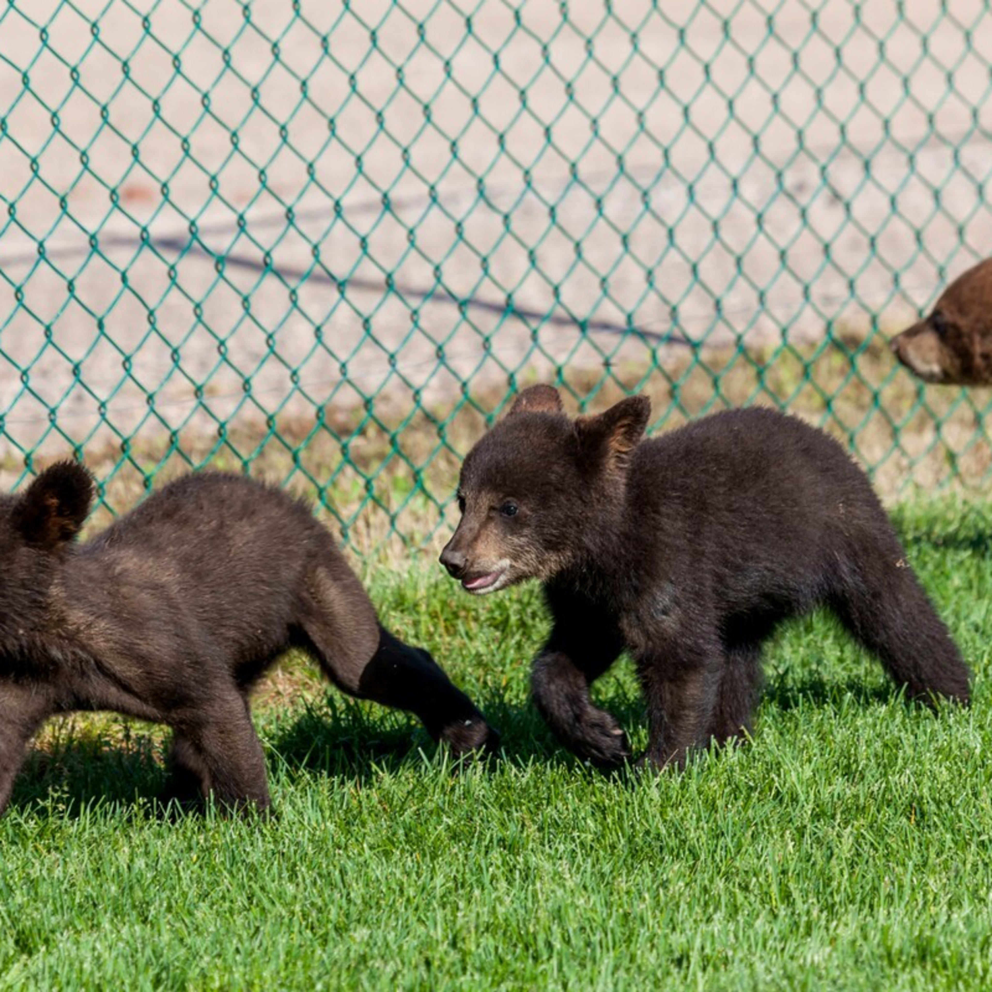 Bear Cubs Playing With Pumpkins Are the Most Joyous Little Goofballs ...