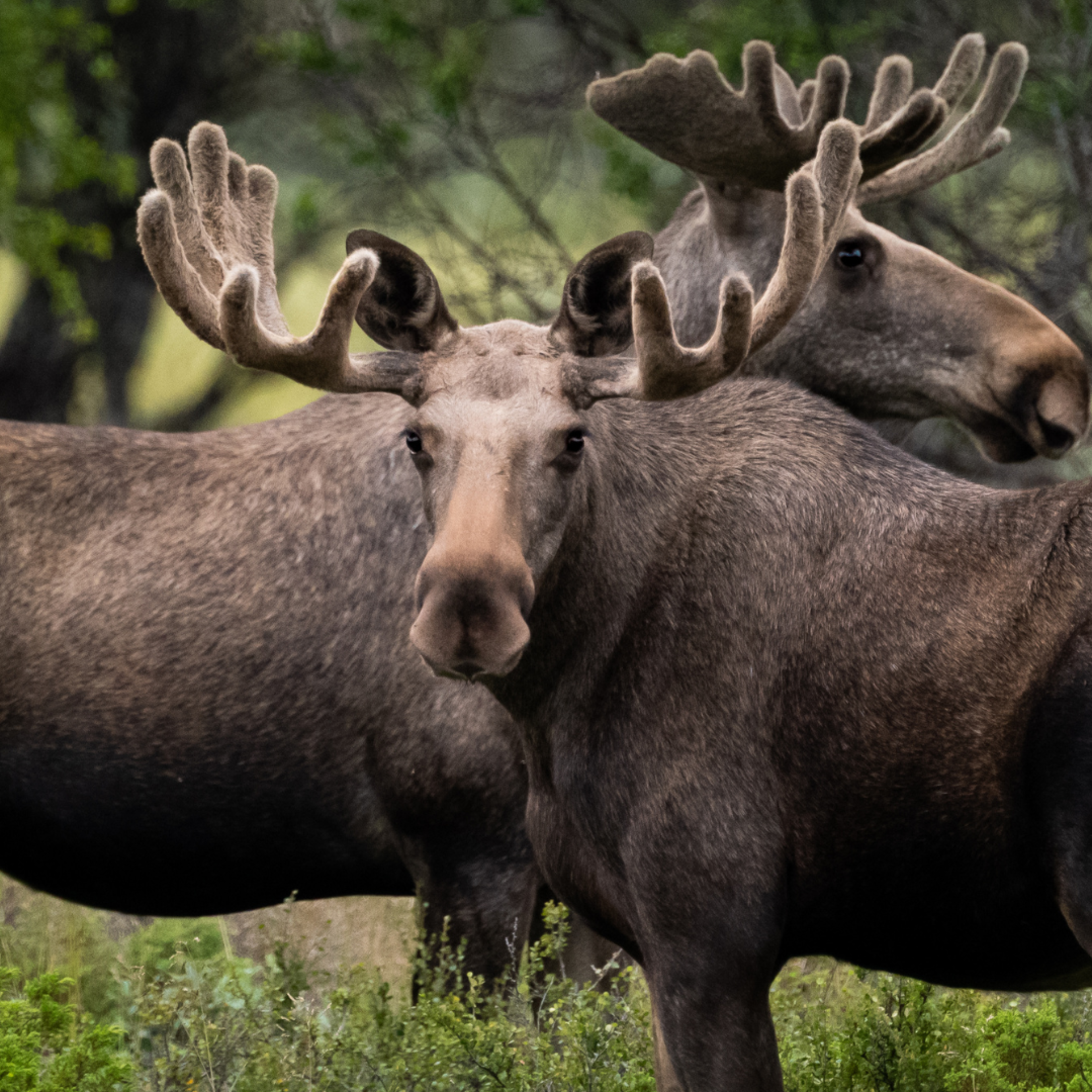 Young Moose Turn a Colorado Backyard Into Their Own Boxing Ring ...