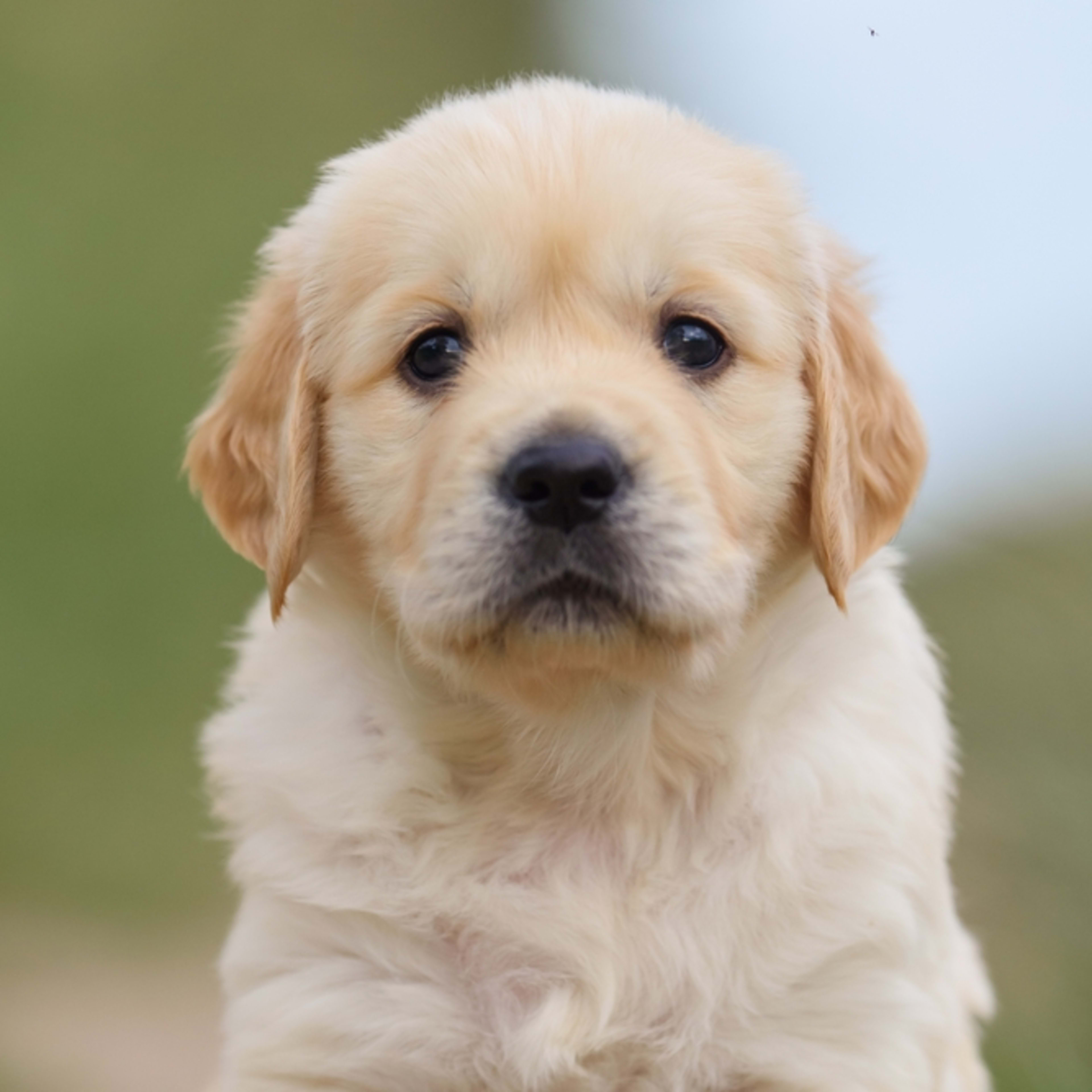 Golden Retriever Puppy's 'Perfectly Toasted' Glow-Up Has the Internet ...
