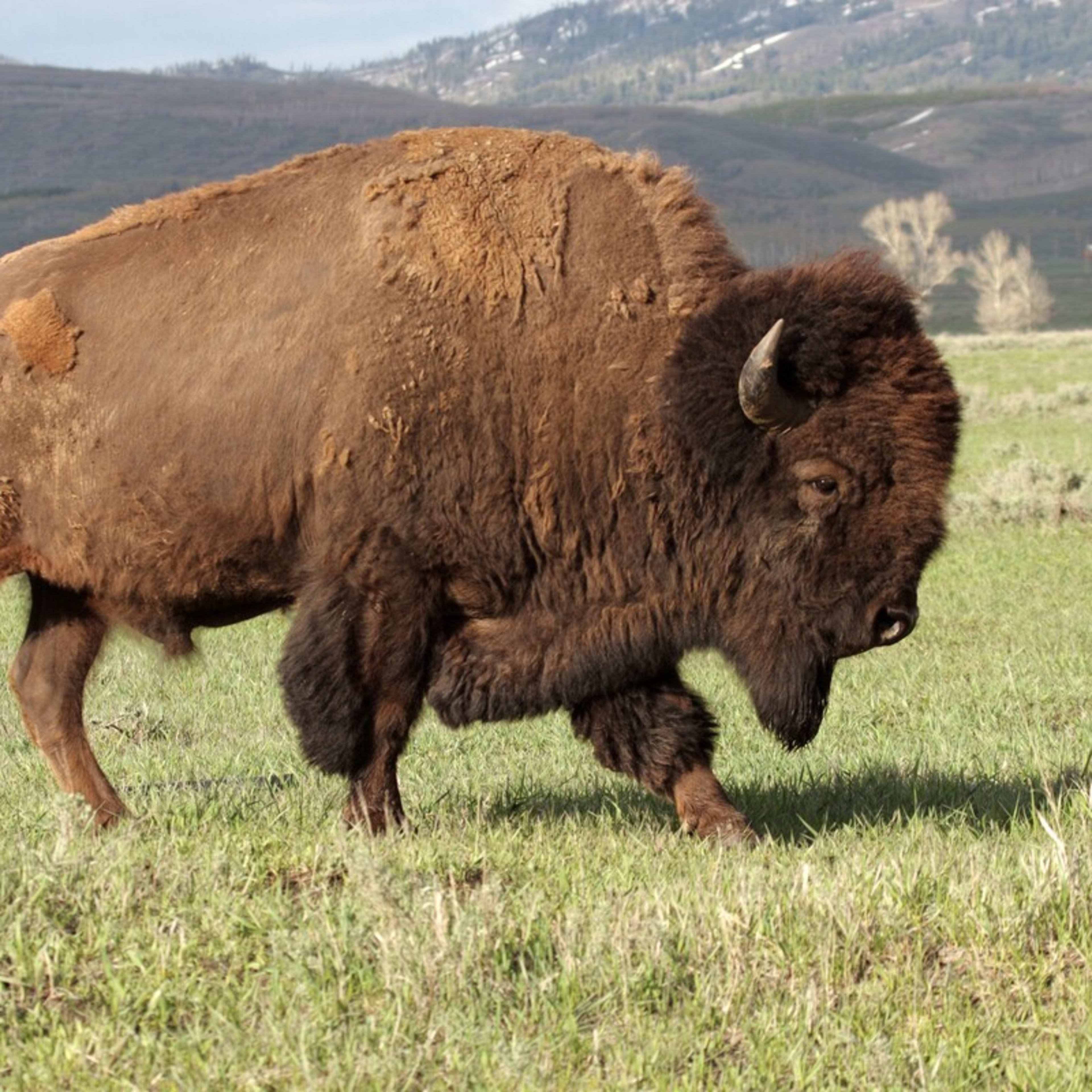 Tiny Baby Bison at Yellowstone National Park Just Captured the Internet's Heart - PetHelpful