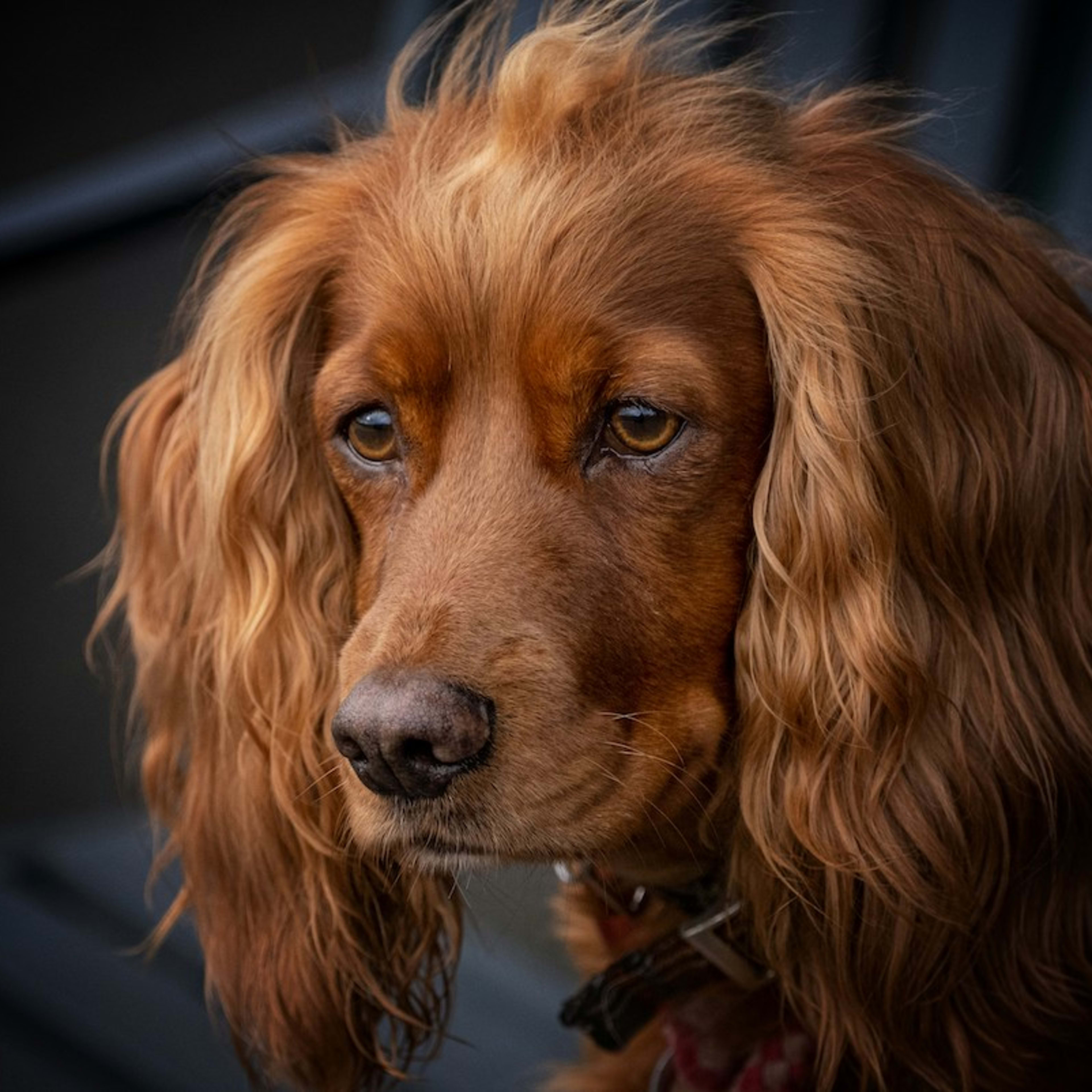 TikTok Video of Failed Service Dog Being So Sweet Is Melting Our Hearts ...