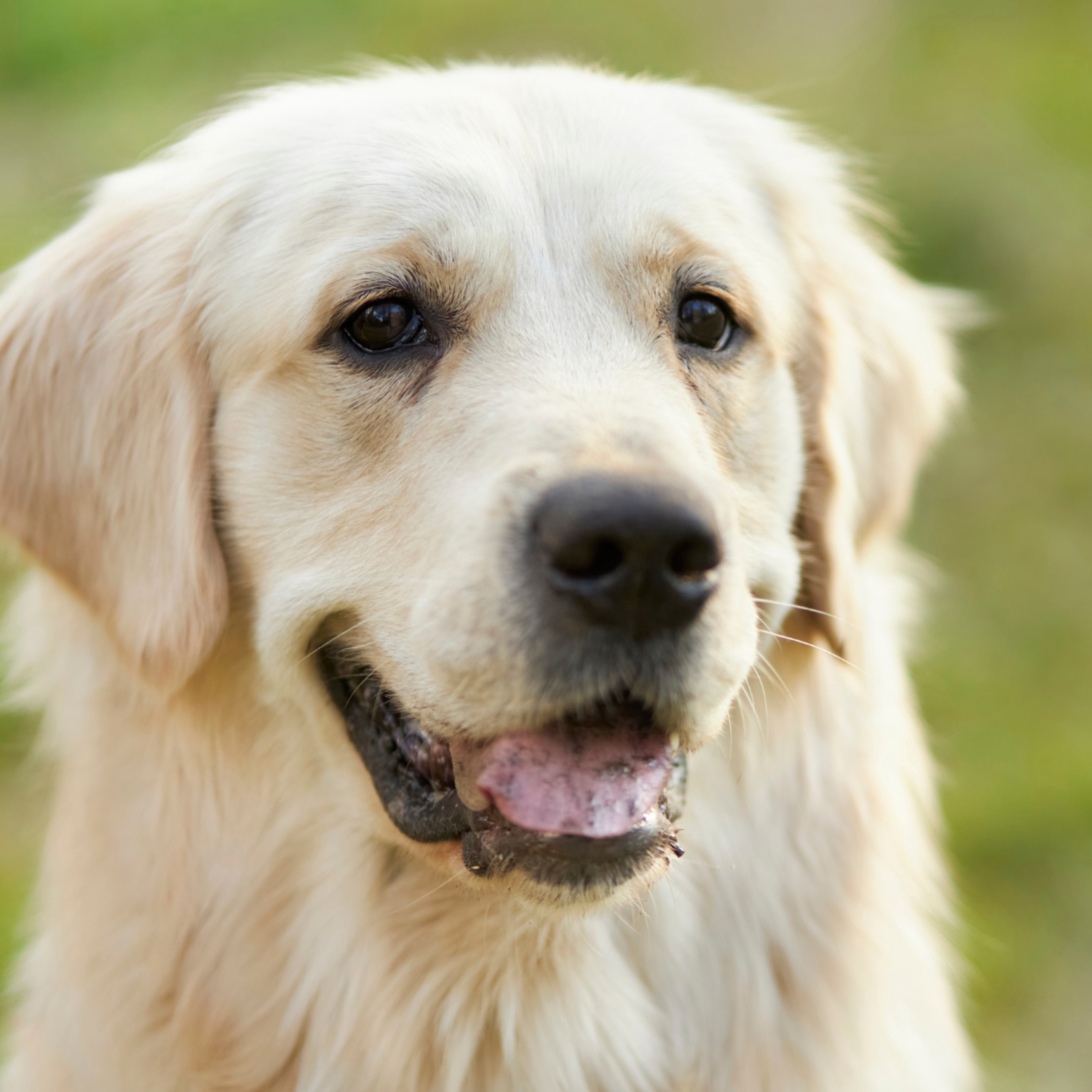 Sleepy Golden Retriever Struggling to Keep His Eyes Open During Rain ...