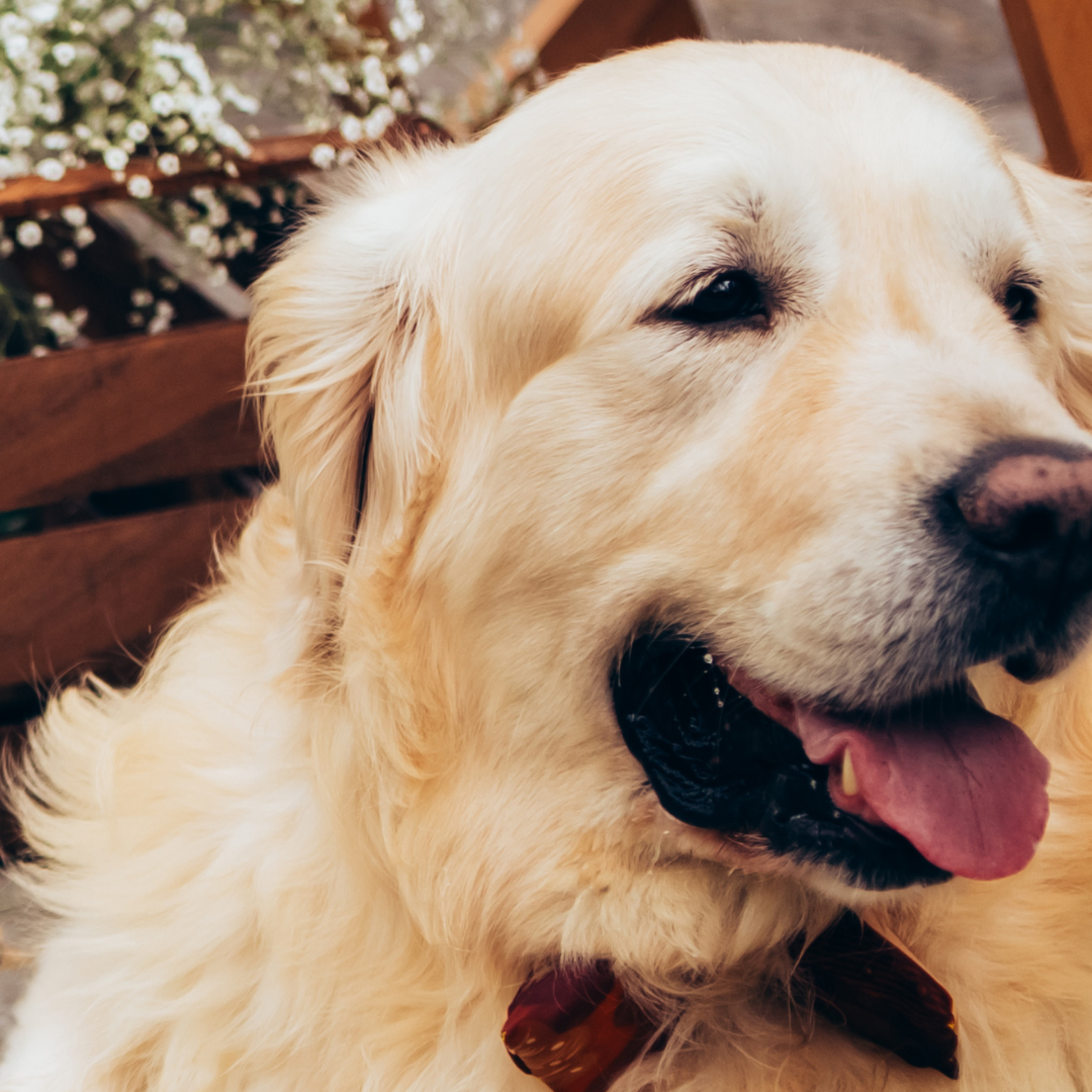 Pet Mice: Guide to Caring for a Fancy Mouse - PetHelpful