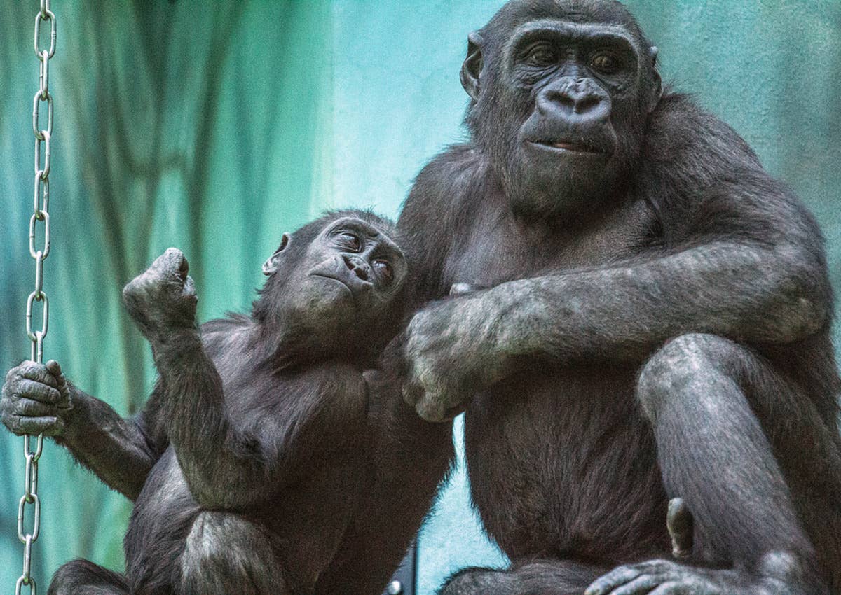 Western Lowland Gorilla Breaks Glass Pane at San Diego Zoo in Shocking ...