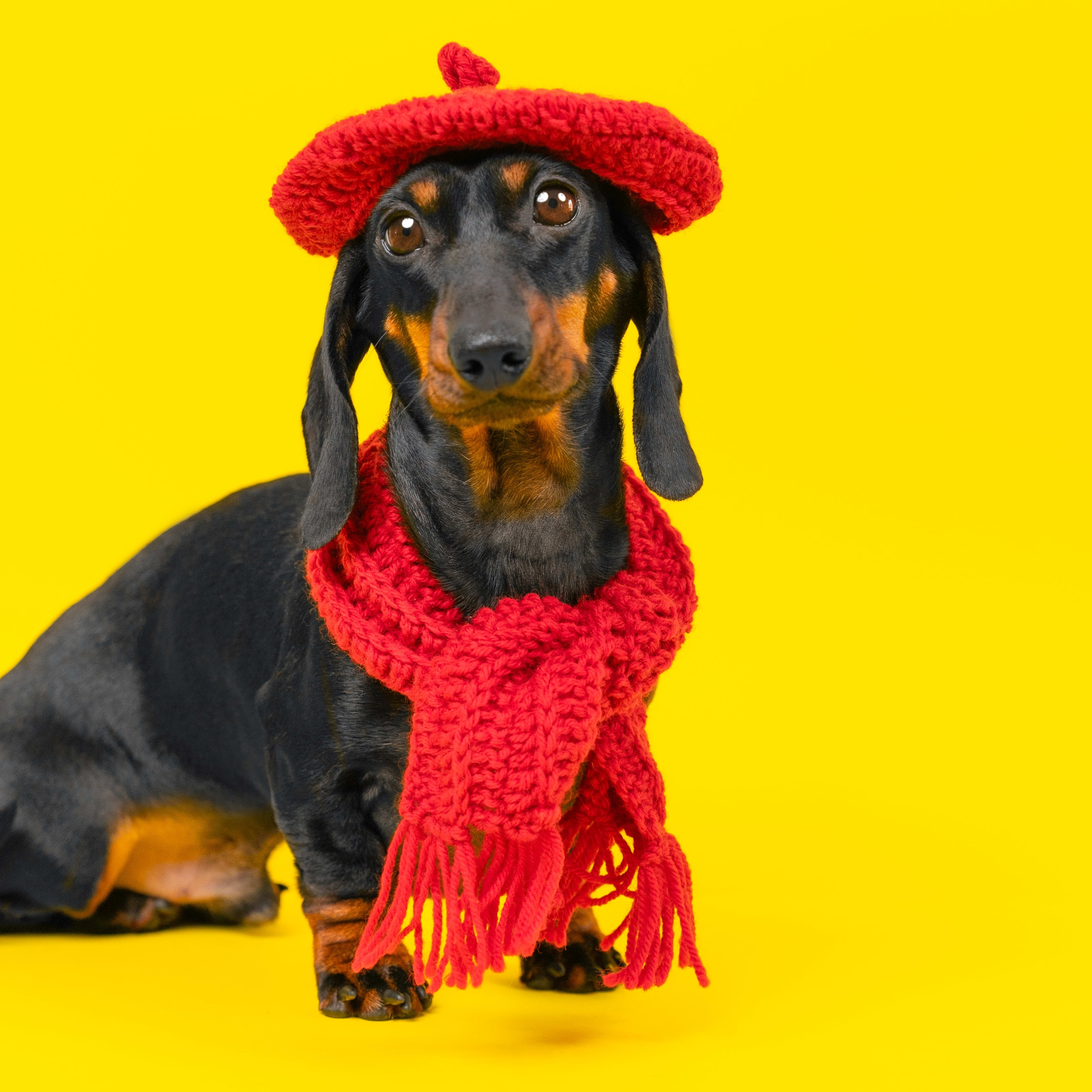 Dog’s Couch Gremlin Routine Is So Stinking Cute - PetHelpful