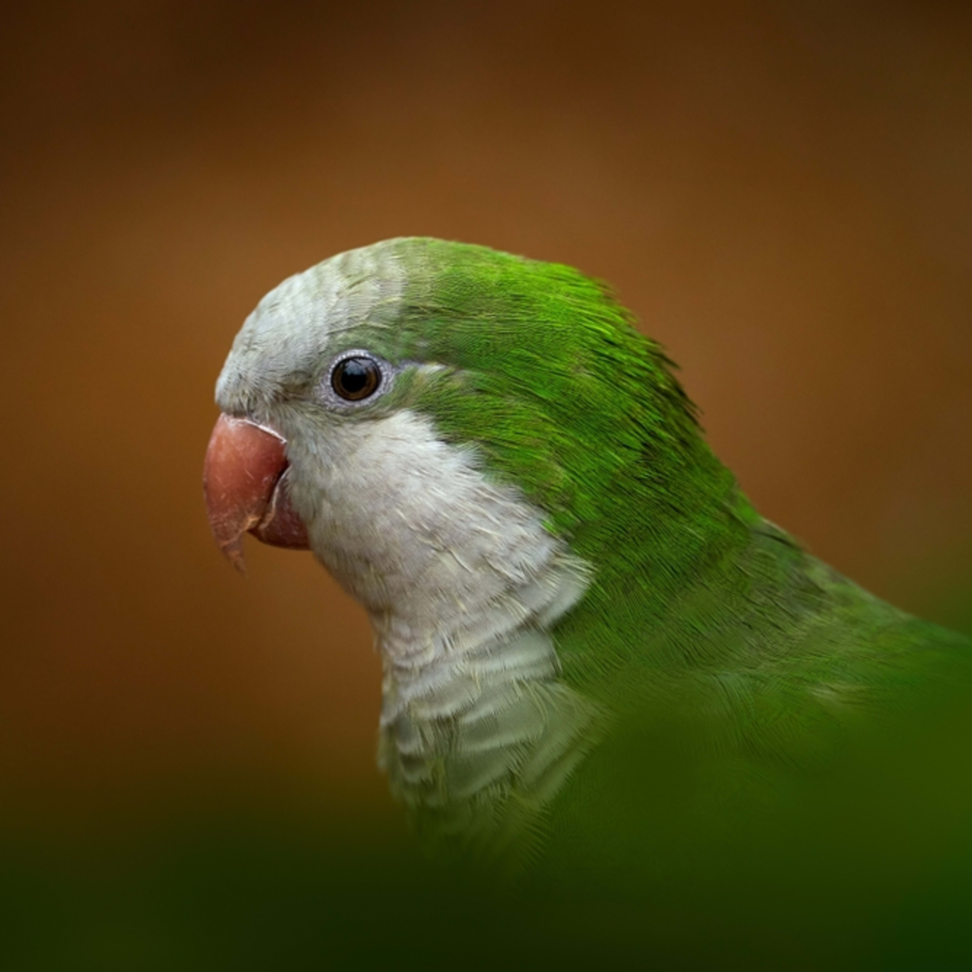This Singing Parrot Is Giving Freddie Mercury Vibes - PetHelpful