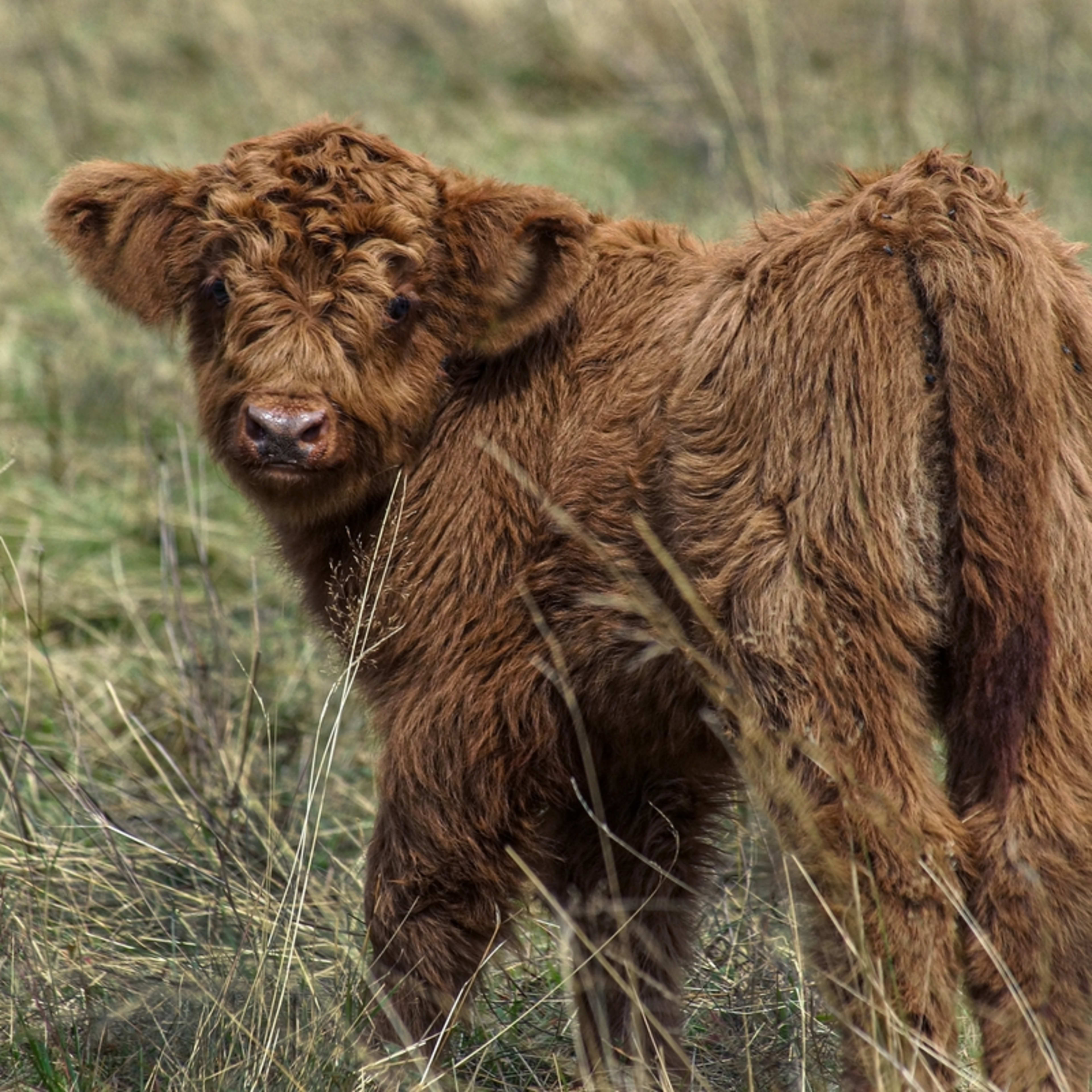 Massive Cow Herd Freaking Out Over Surprise Koala Visitor Has Us ...