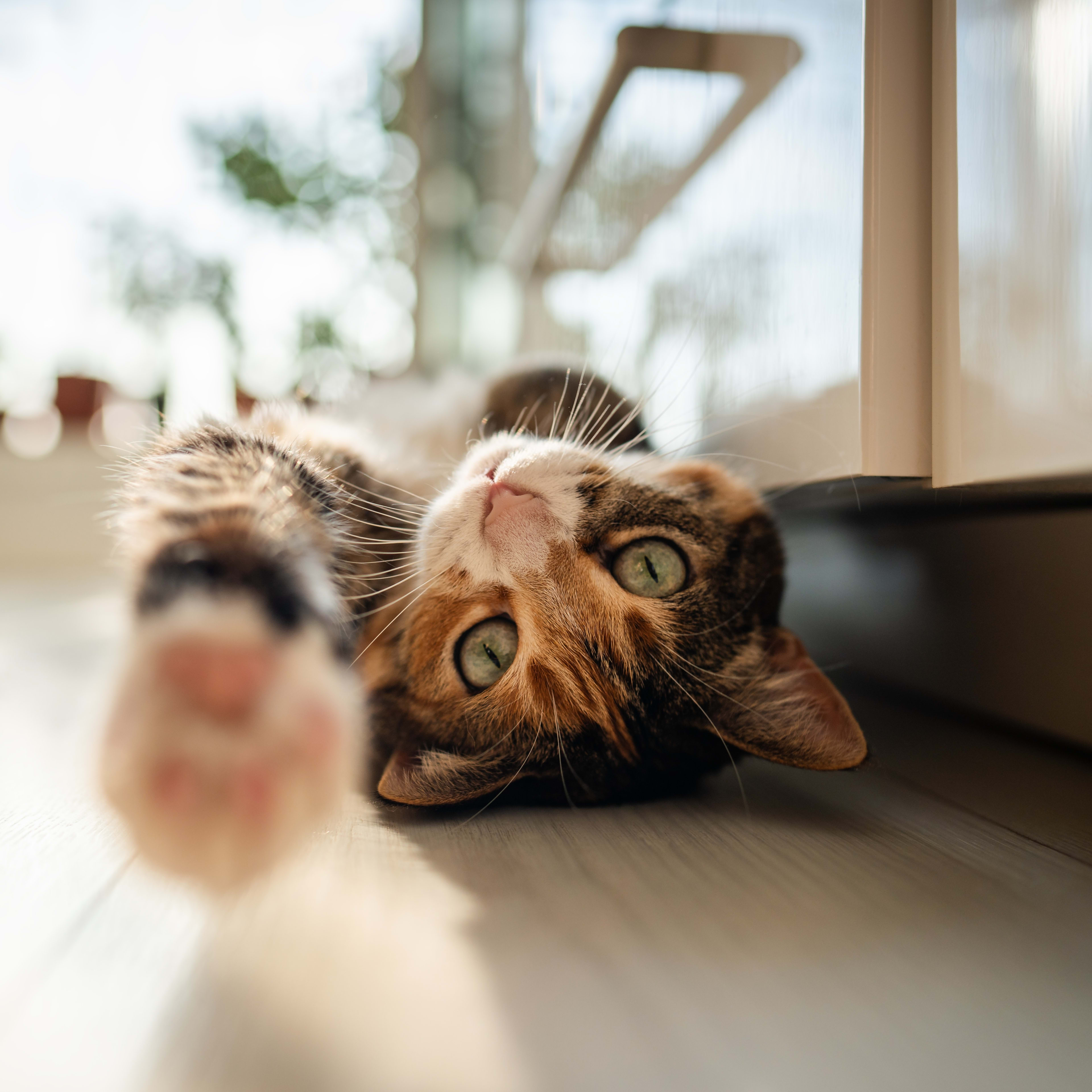 This Boho Cat Tree Doubles as Home Decor - PetHelpful