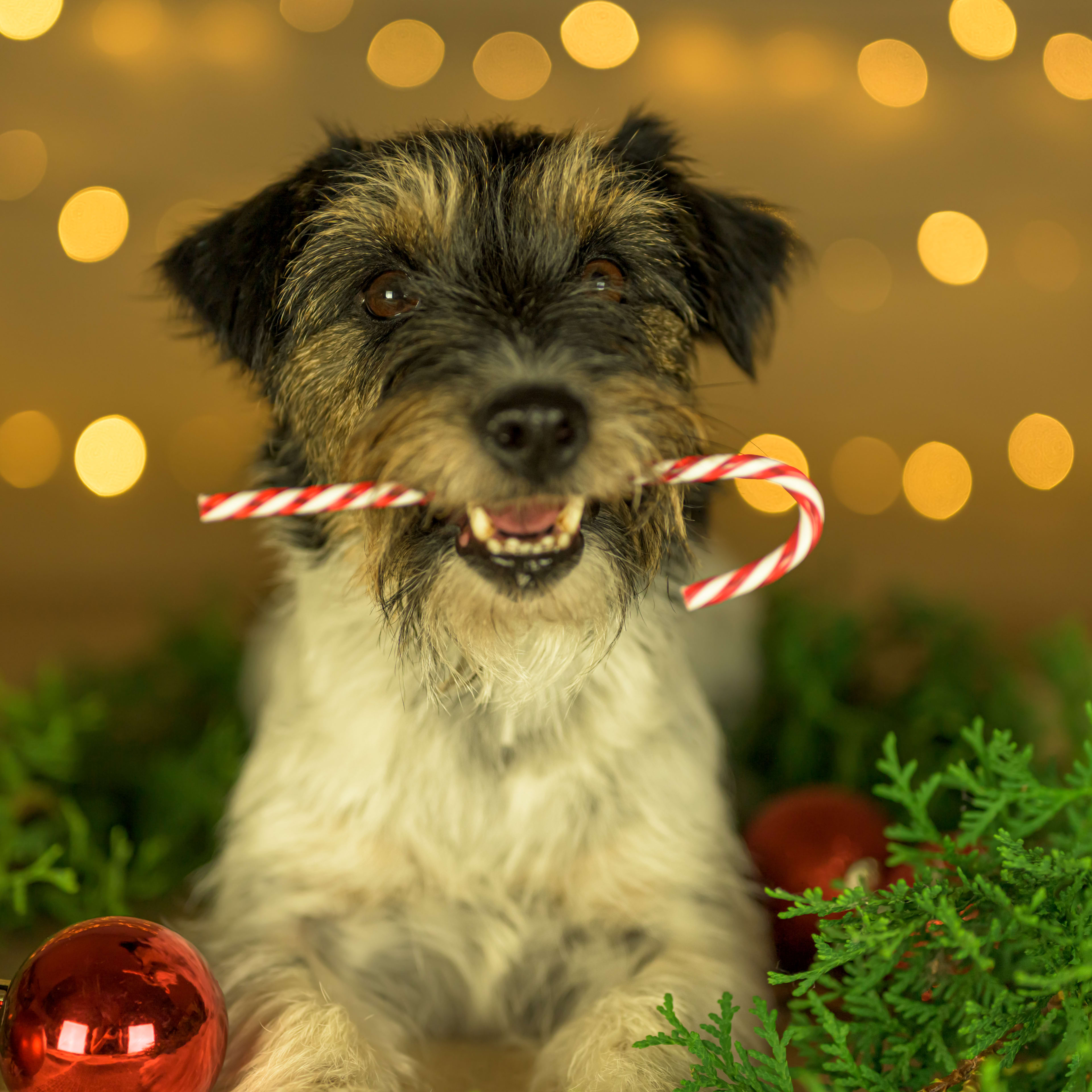 The Ultimate Guide to Shiba Inu Dogs: Breed Traits, Training Tips, and ...