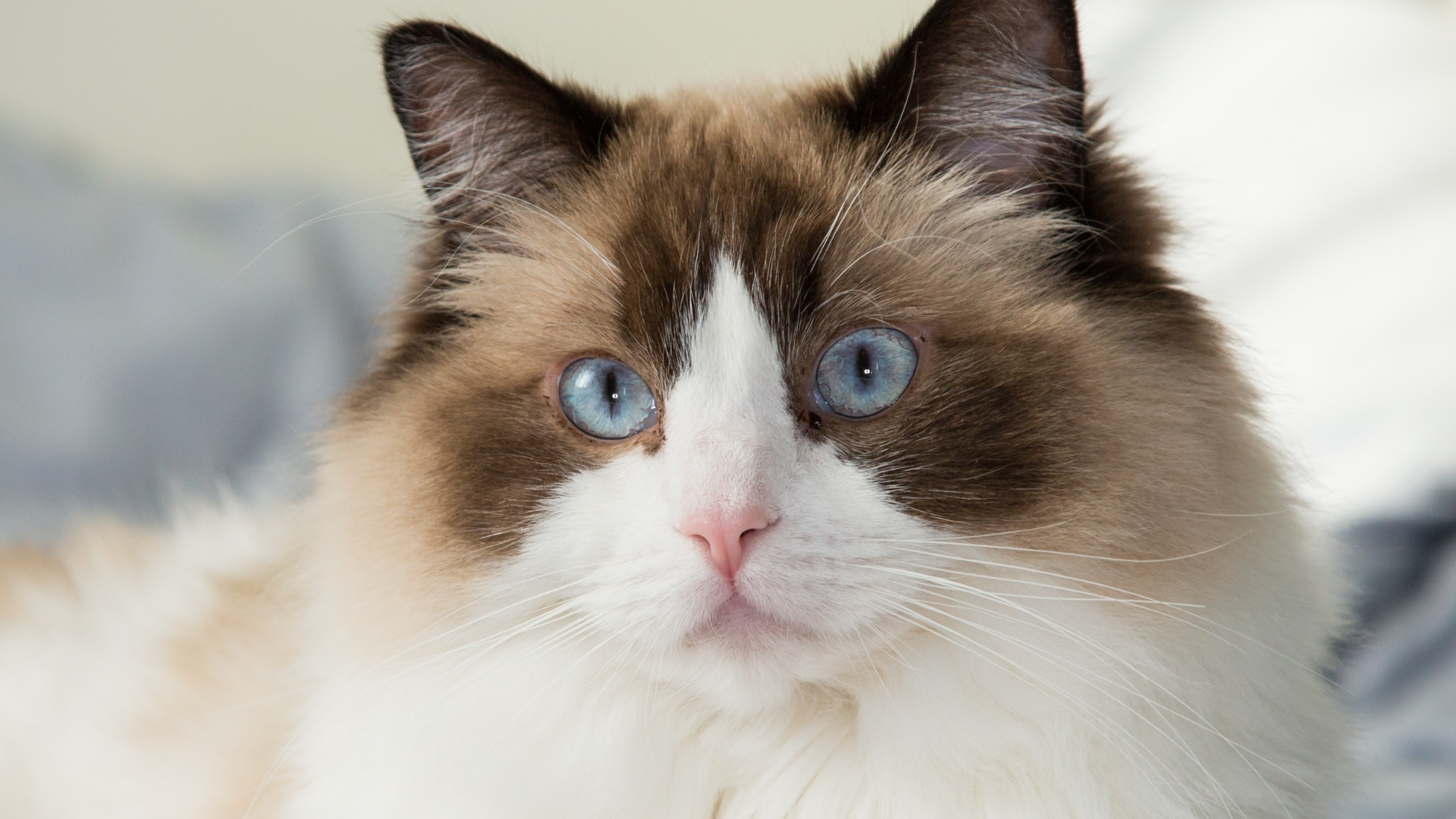 Woman’s Plan to Calm Her Cat During Nail Trim Backfires Completely ...
