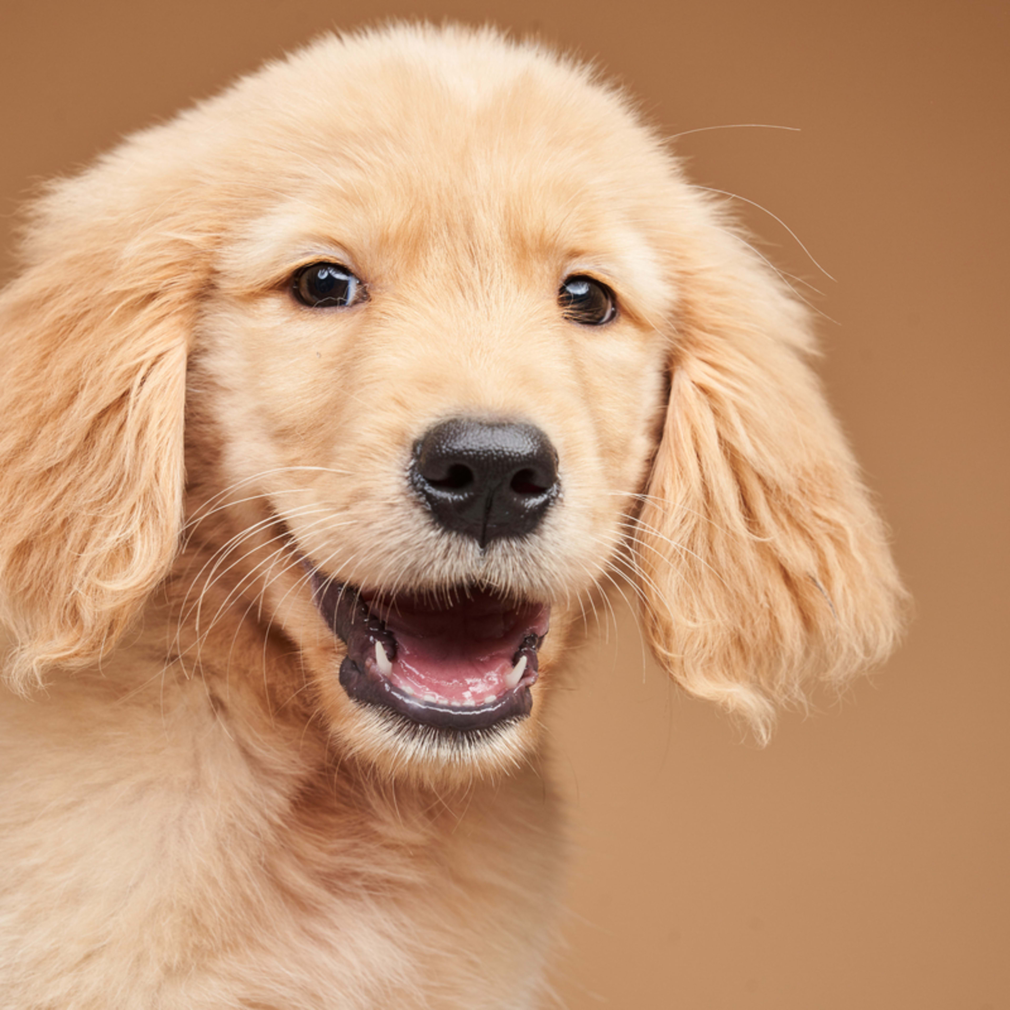 Is Dollar General Open on Thanksgiving? 2025 Holiday Hours - PetHelpful