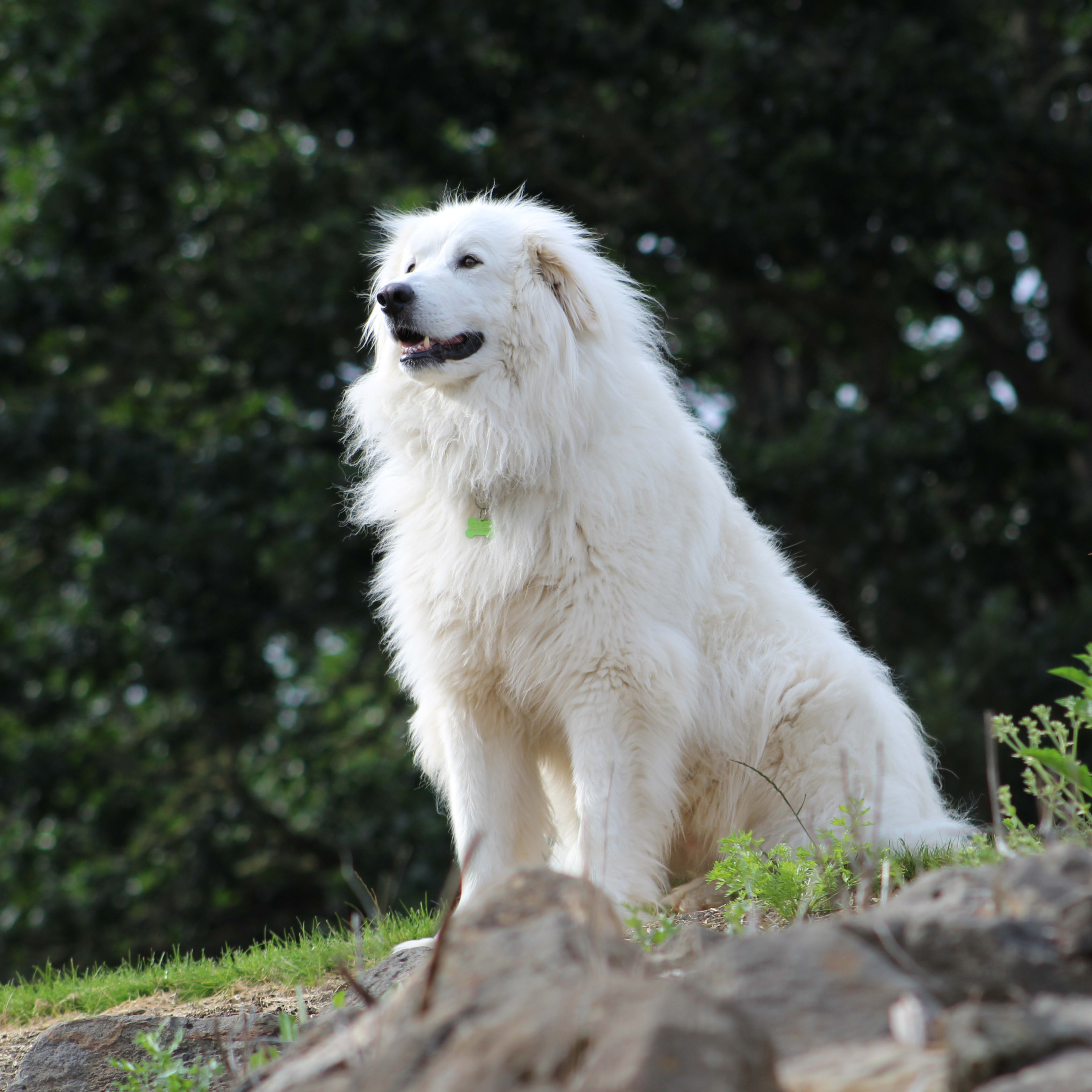 Great Pyrenees Throws a Full Meltdown Over Breakfast - PetHelpful