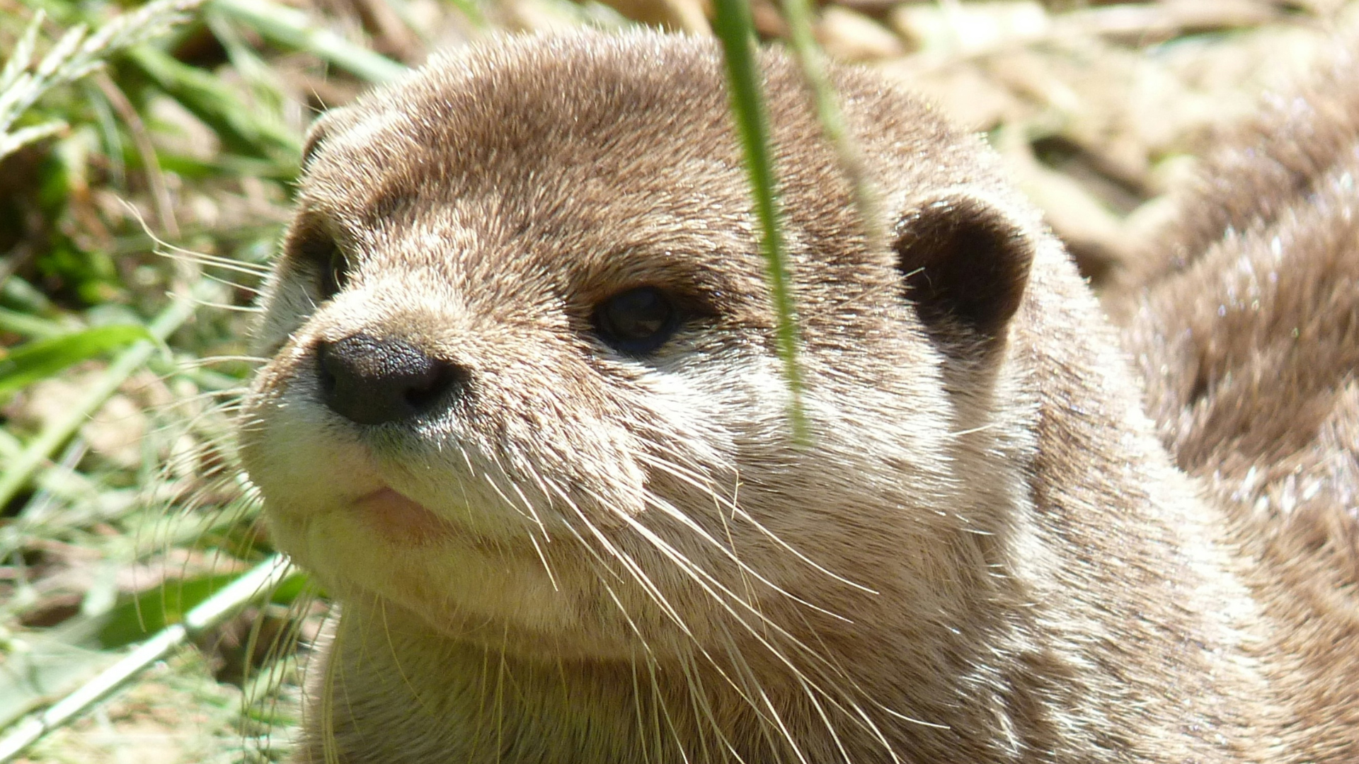 Otter Playing With a Pumpkin at the Point Defiance Zoo Will Put a Smile ...