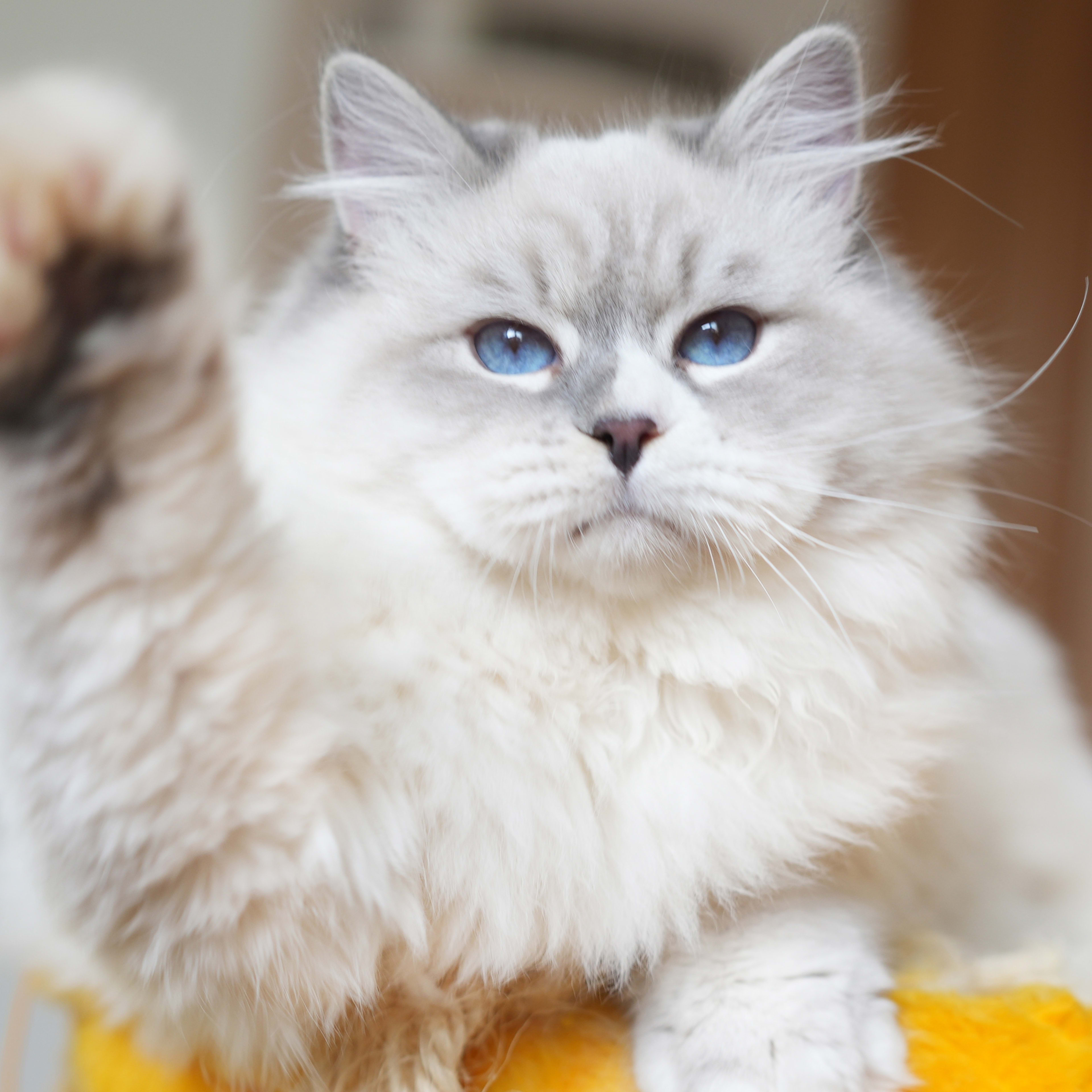 Chewy's 'Fun and Functional' Cat Tree Is Too Cute - PetHelpful