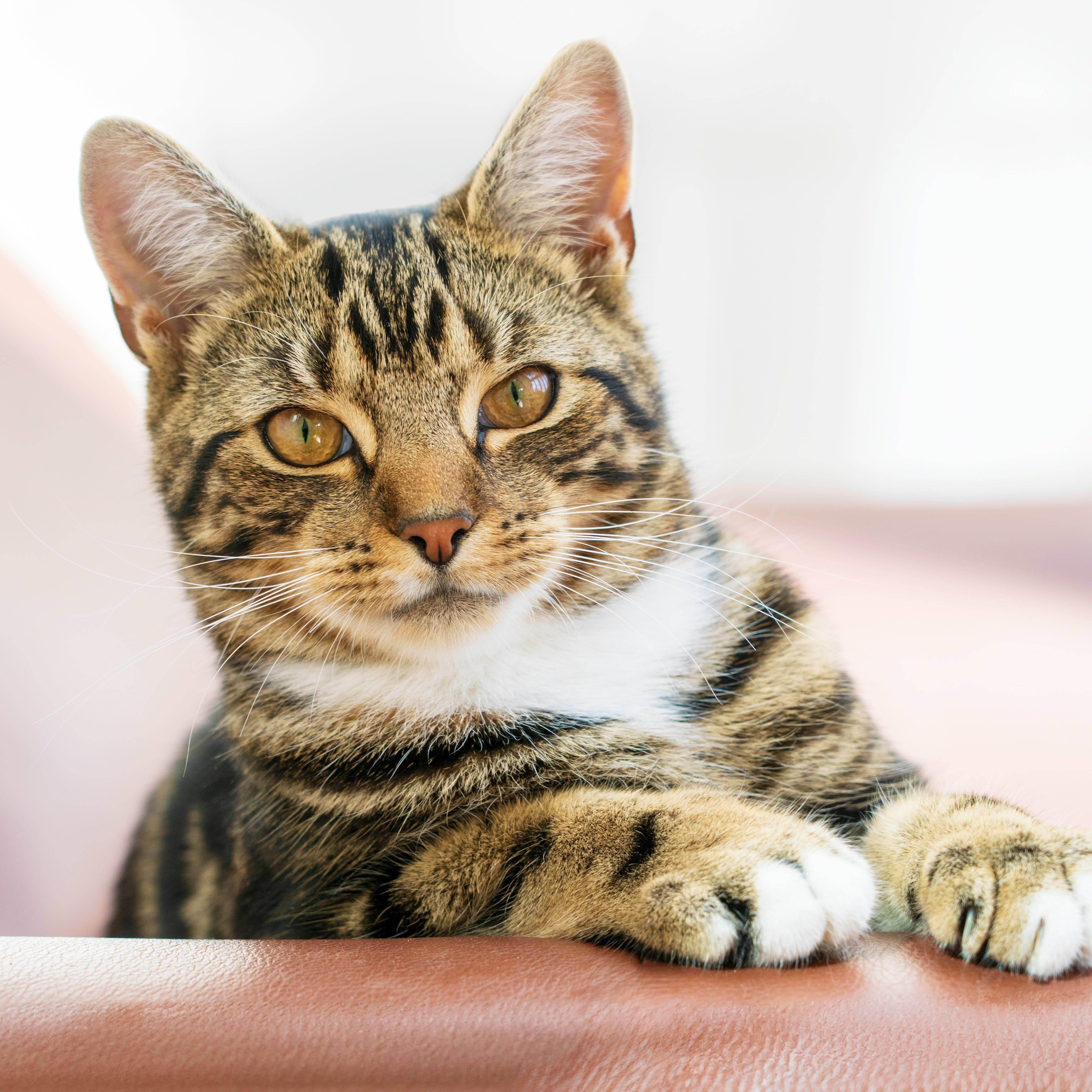 This Snoozy Cat Refusing to Get Out of Bed Is Adorable - PetHelpful