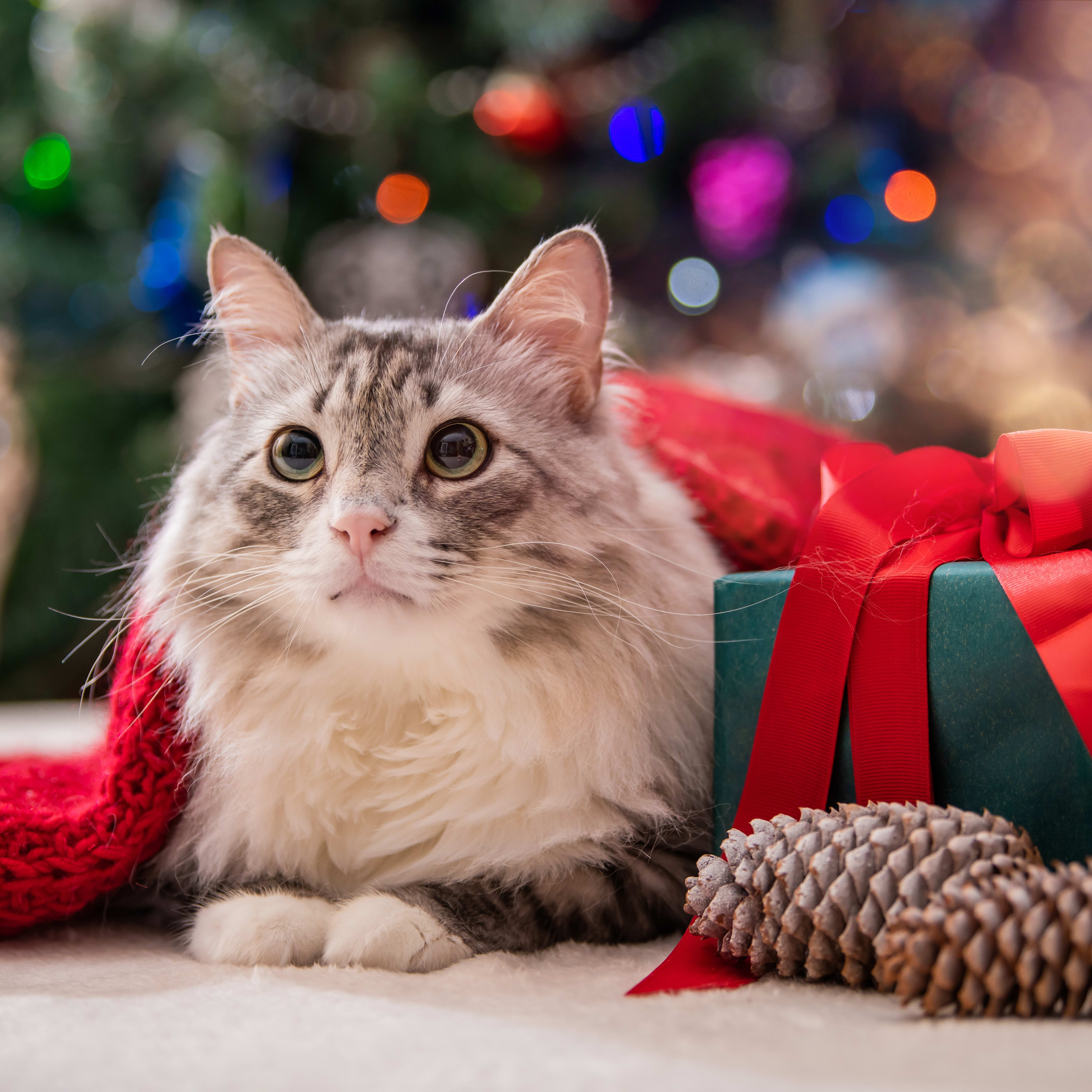 This Snoozy Cat Refusing to Get Out of Bed Is Adorable - PetHelpful