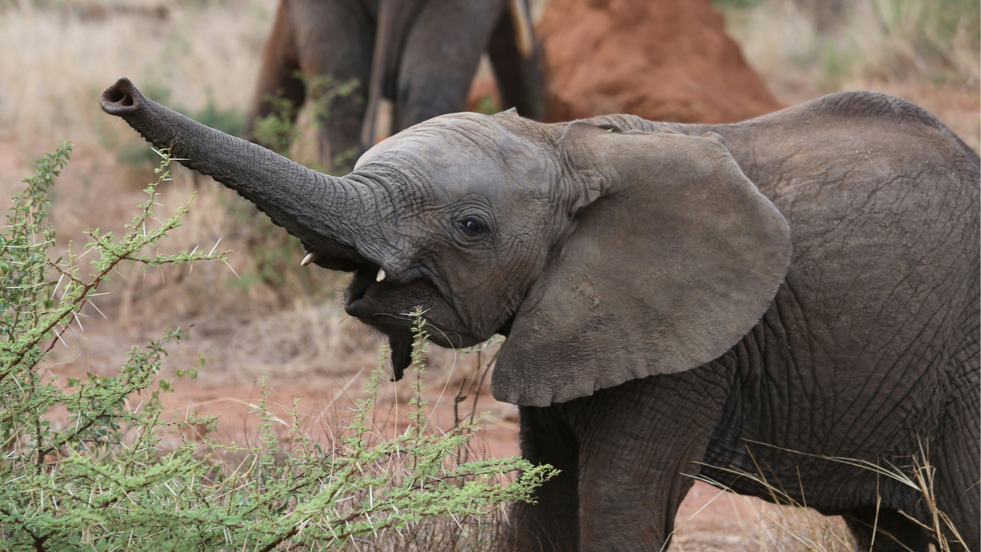 Orphaned Baby Elephant Learning to Be Part of a Herd Again Has Us ...