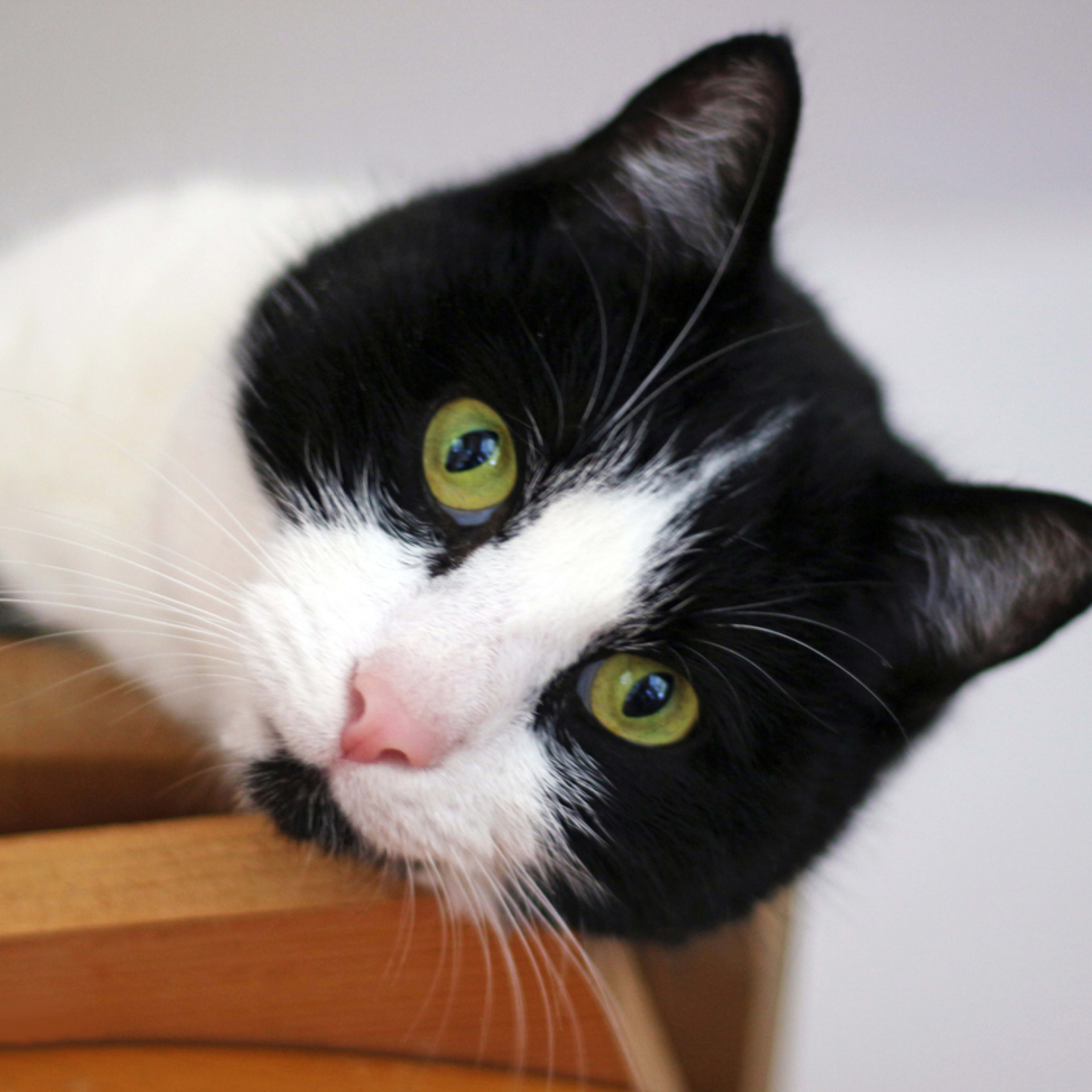 The Pembroke Welsh Corgi: A Comprehensive Breed Guide - PetHelpful