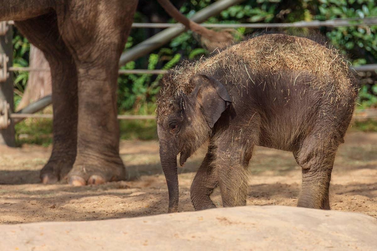 Fluffy Snowy Owl at Oregon Zoo Legit Looks Like They're Wearing 'Boots ...