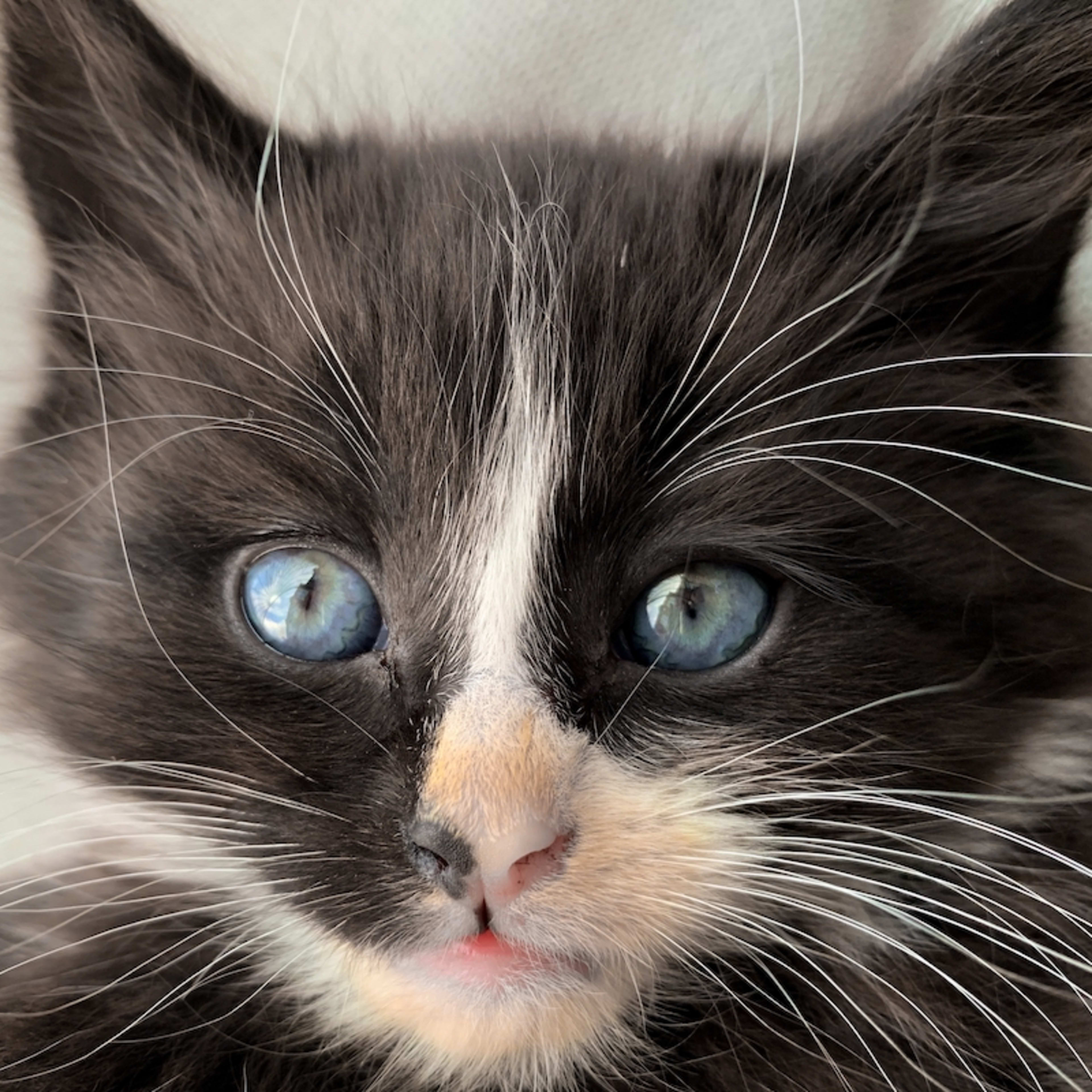 Feeling Down? Watch a Video of Adorable 'Cow Zoomies' for an Instant ...
