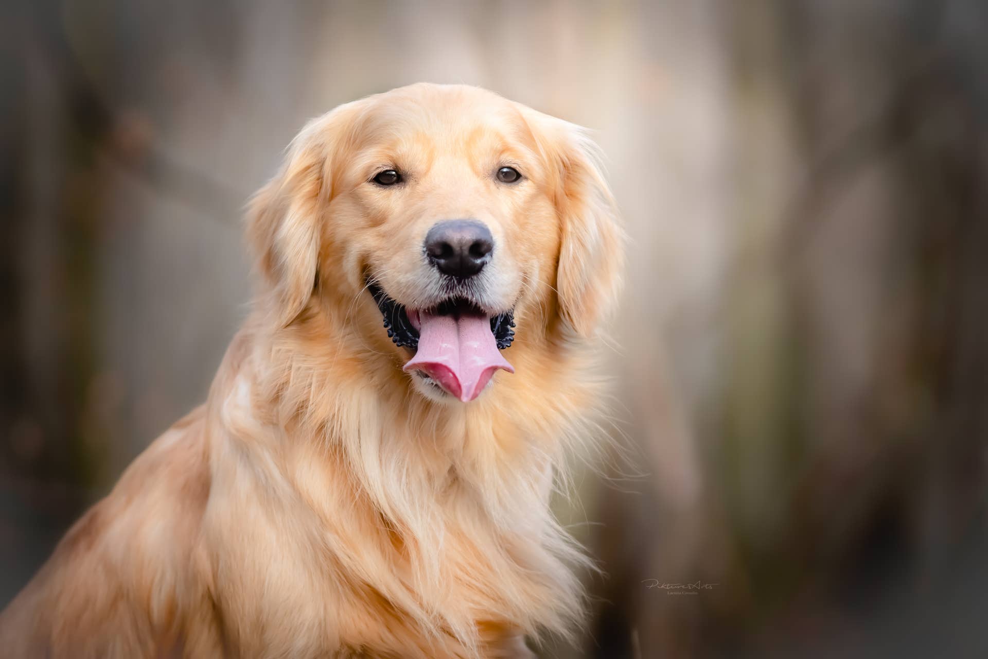 Shelter Worker Makes Plea to Find Home for Traumatized Dog Nobody Wants ...