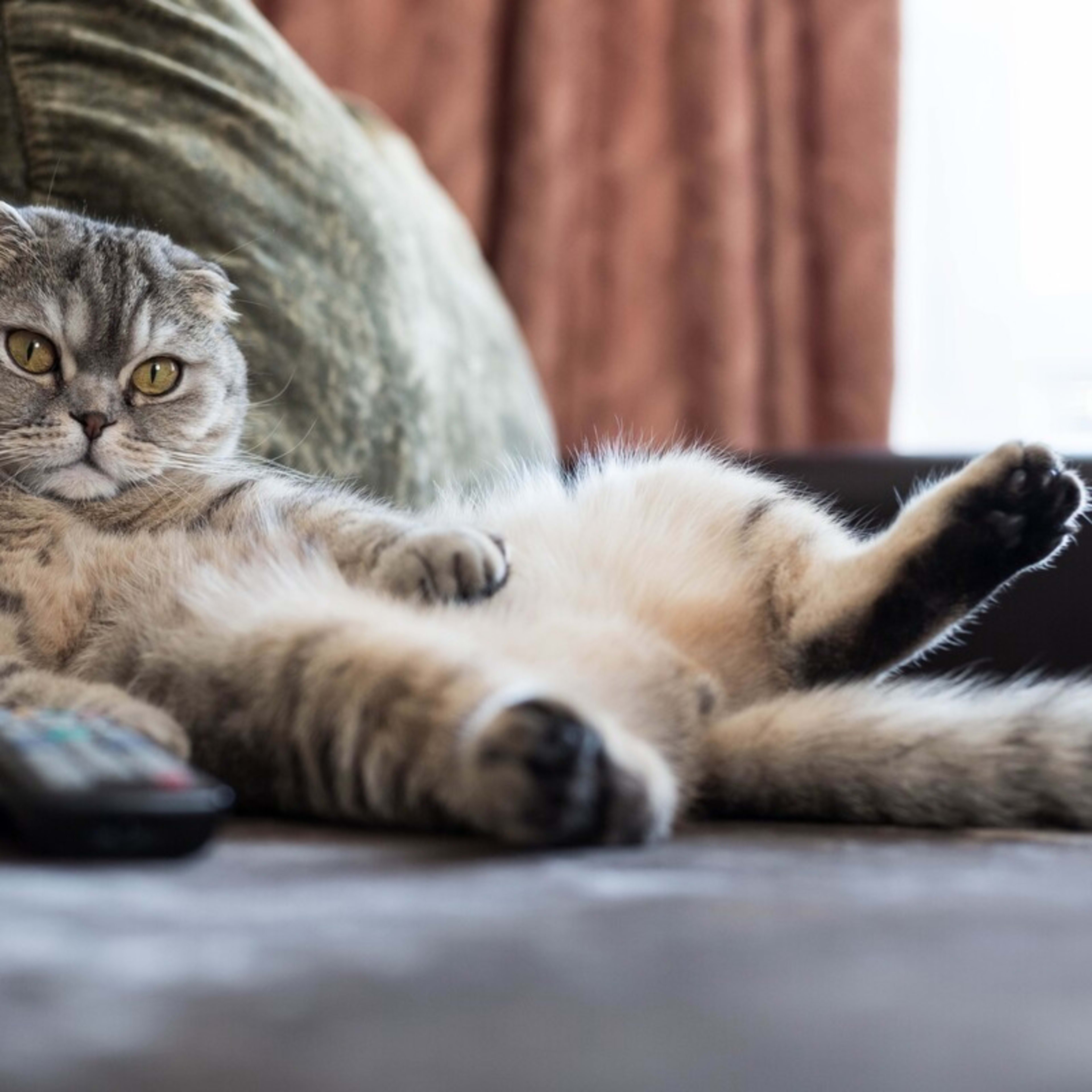Parakeet Dances on Cat’s Head While She Tries to Nap - PetHelpful