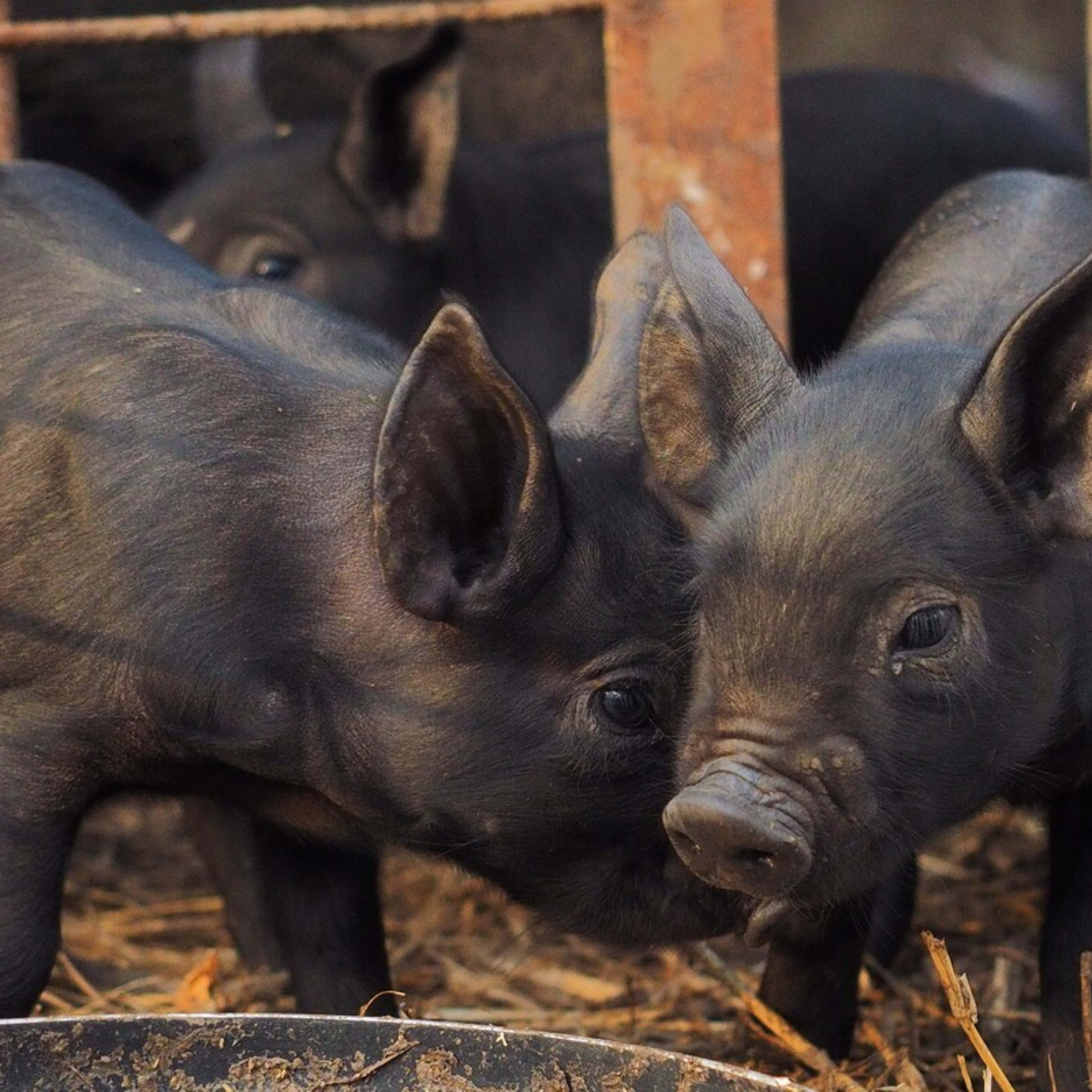 Video of Precious Leaf-Loving Labrador Retrievers Is the Best Dose of Joy - PetHelpful