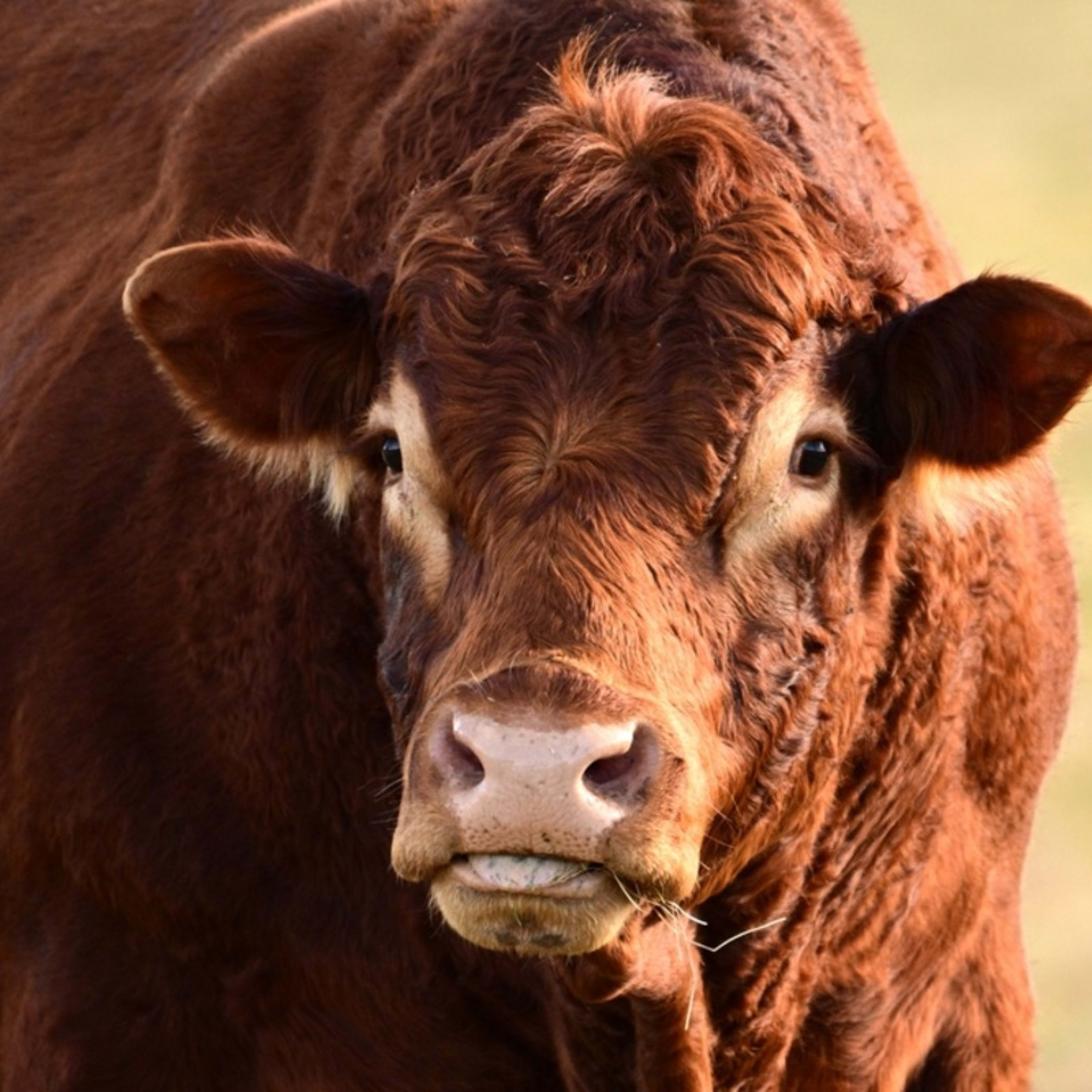 Pet Mice: Guide to Caring for a Fancy Mouse - PetHelpful