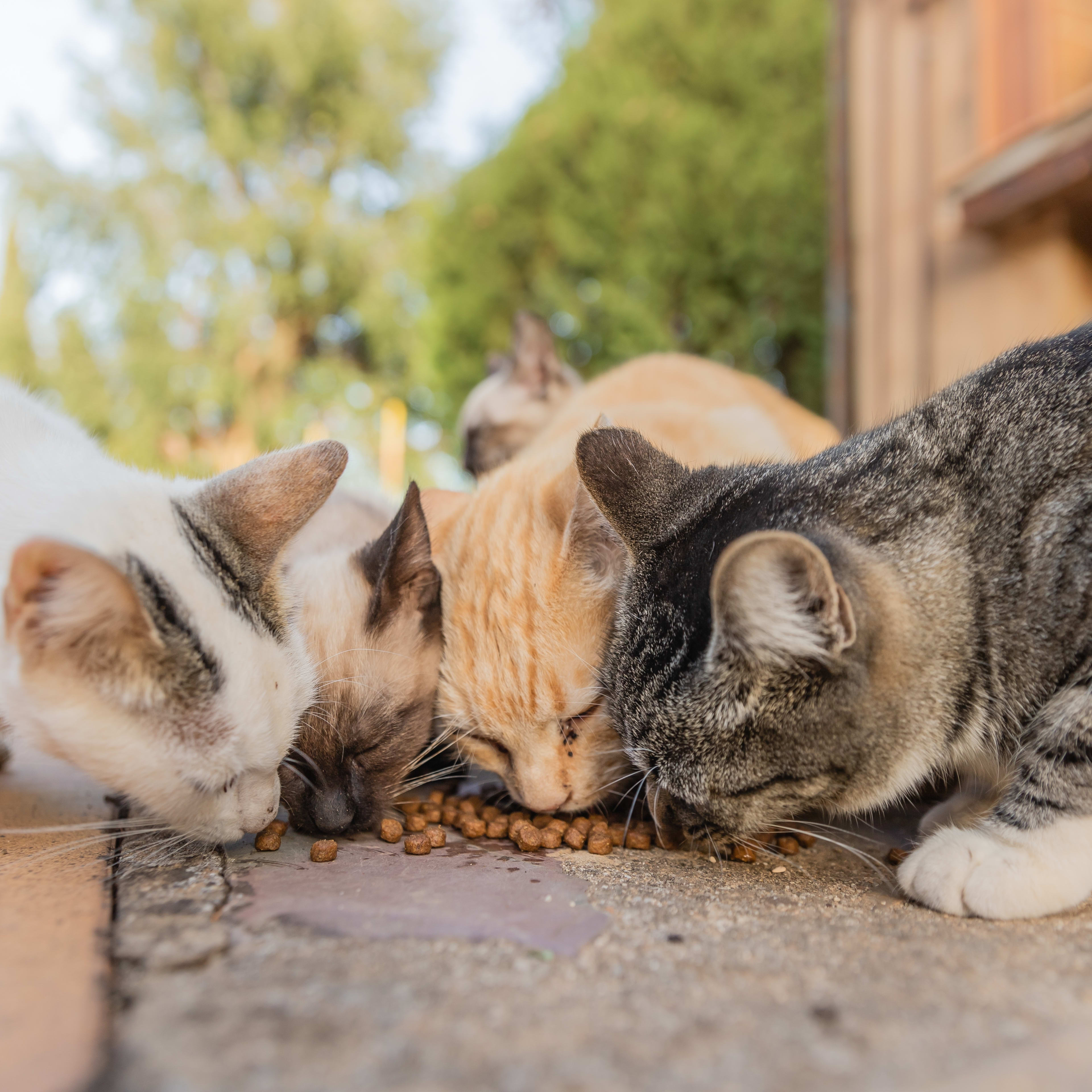 Cat Discovers Cat TV and Immediately Demands the Remote - PetHelpful