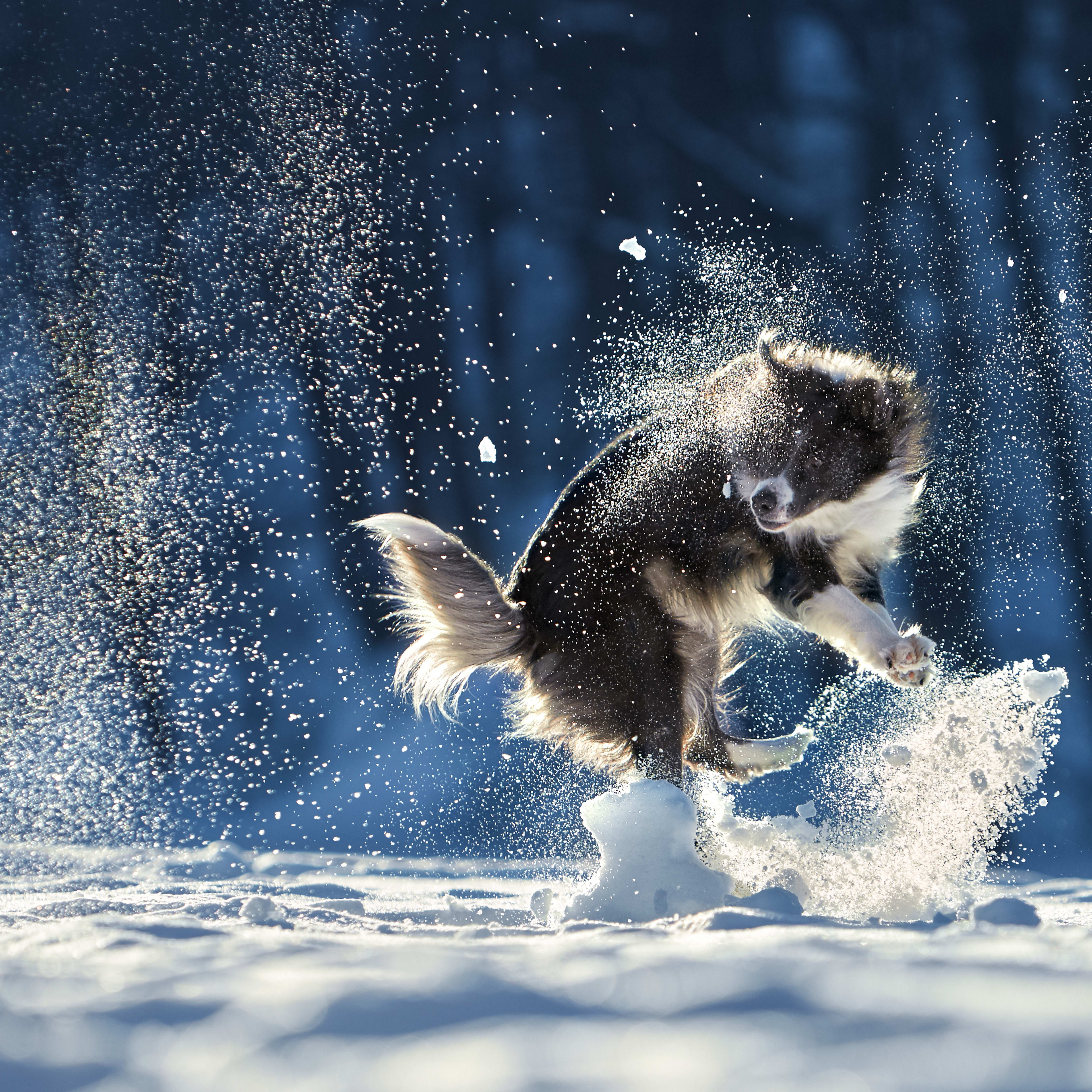 Turkey and Dogs Play Ball and Do Zoomies in Funnest, Most Unexpected ...