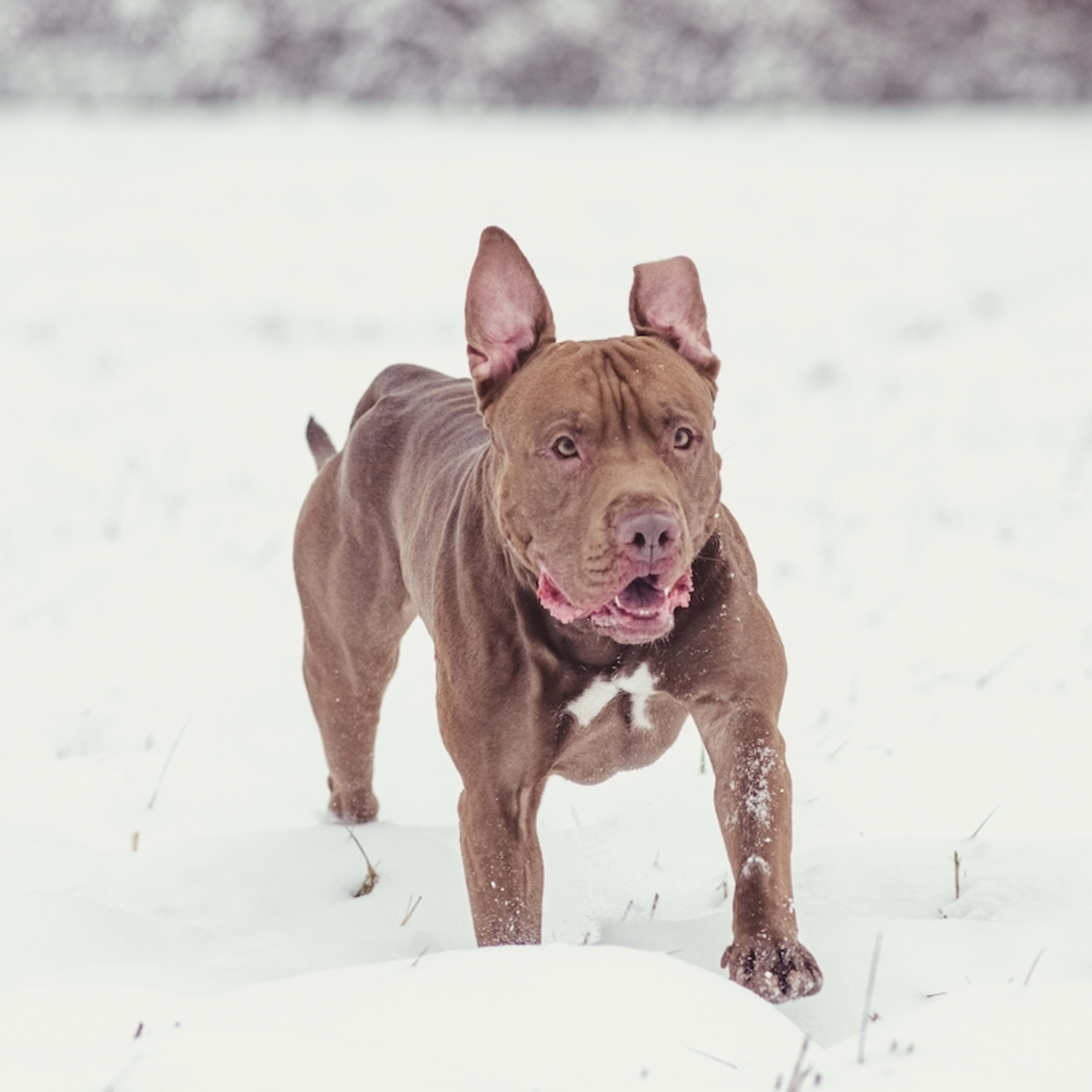 Tiny Dog Saved From Death Row Proves Just How Far Patience and Love Can ...