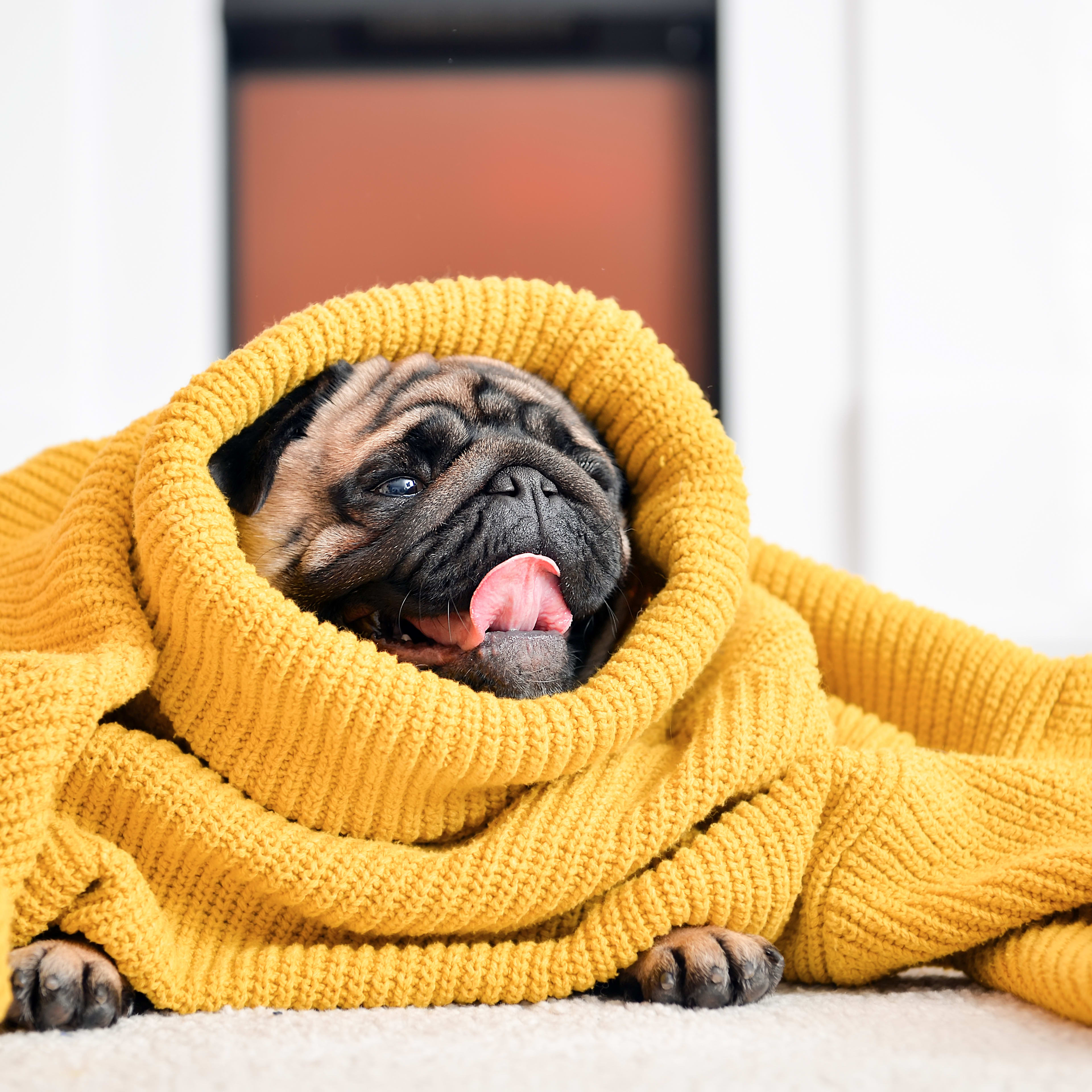 Tiny Capybara Babies Just Born at Zoo Are Stealing Everyone's Hearts ...