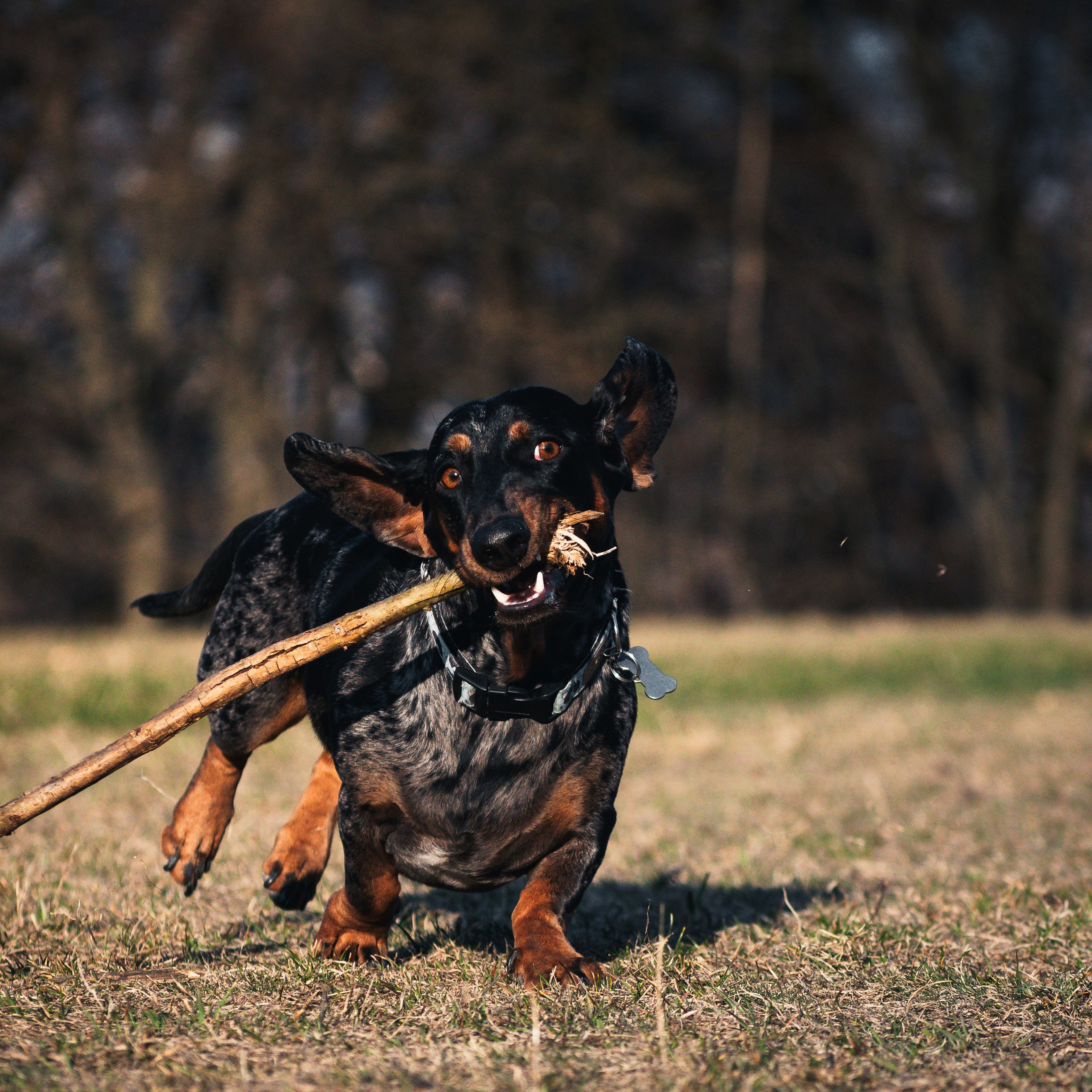 Turkey and Dogs Play Ball and Do Zoomies in Funnest, Most Unexpected ...