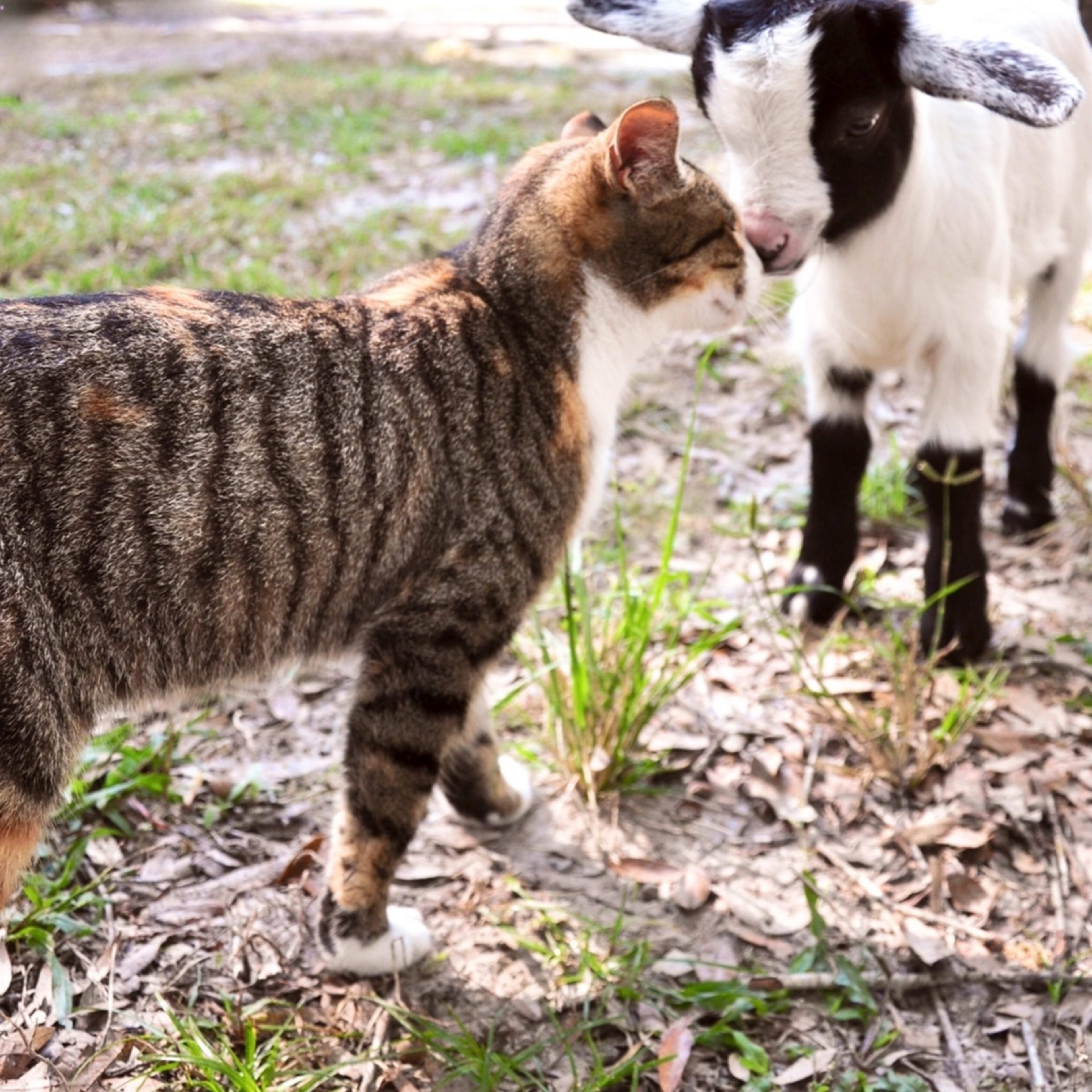 Energetic Baby Goat and Corgi Puppy Are Making Us All Tired Just ...
