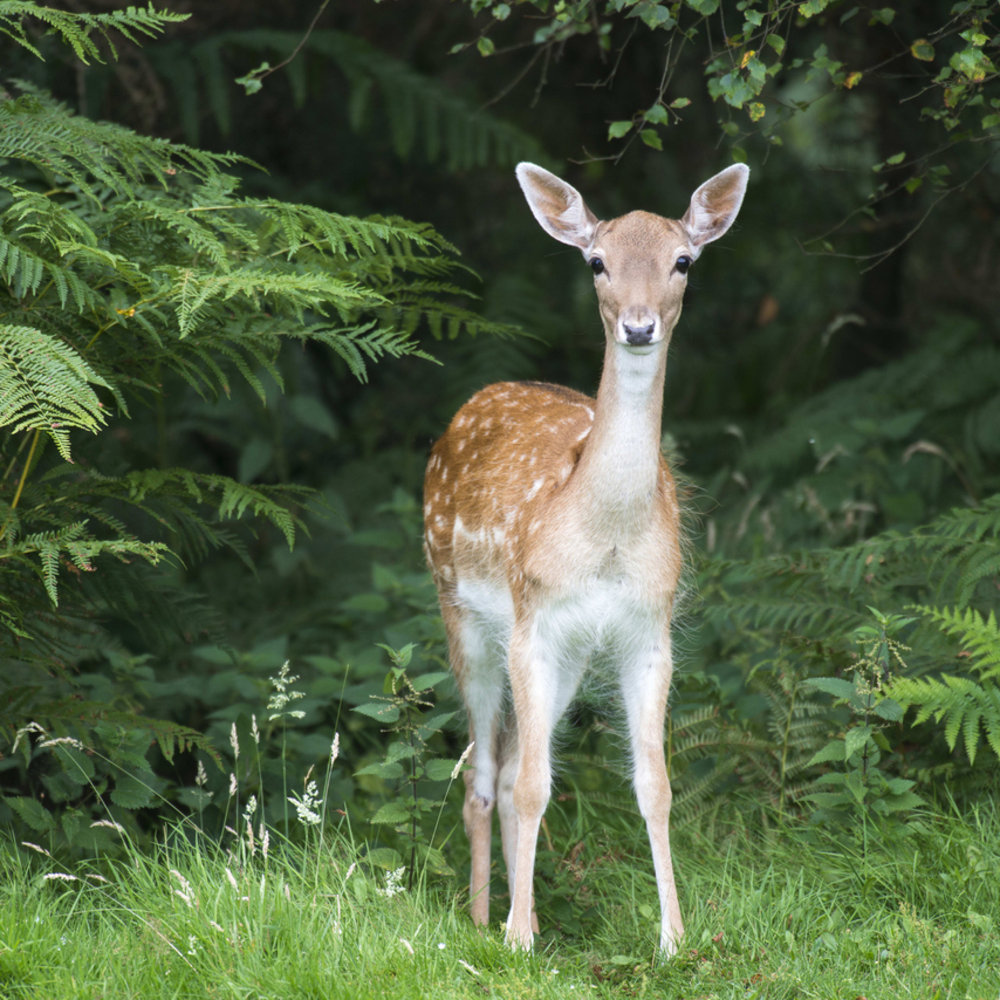 15 Best Small Companion Dogs (with Details for Each) - PetHelpful