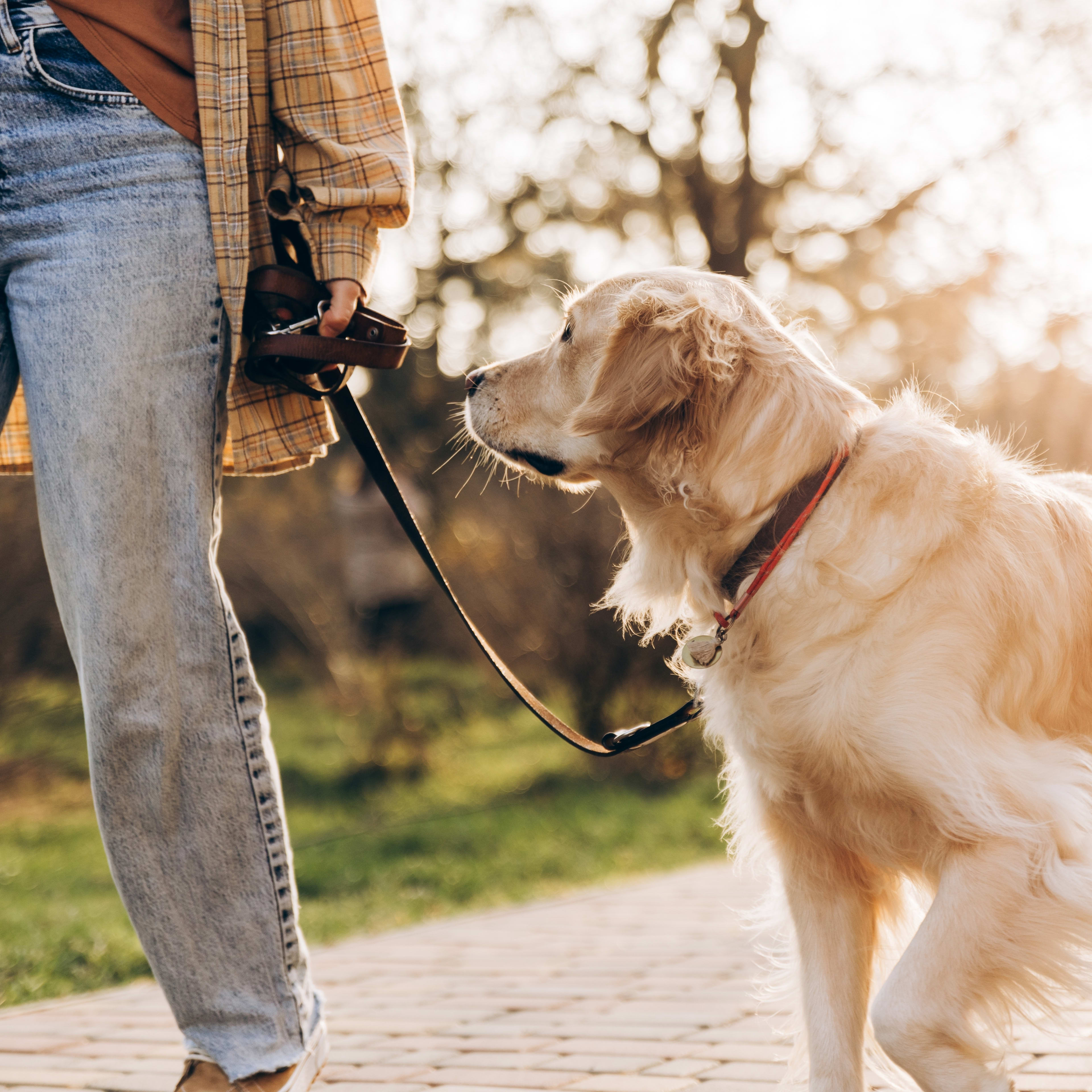 250+ Golden Retriever Dog Names (With Meanings) - PetHelpful