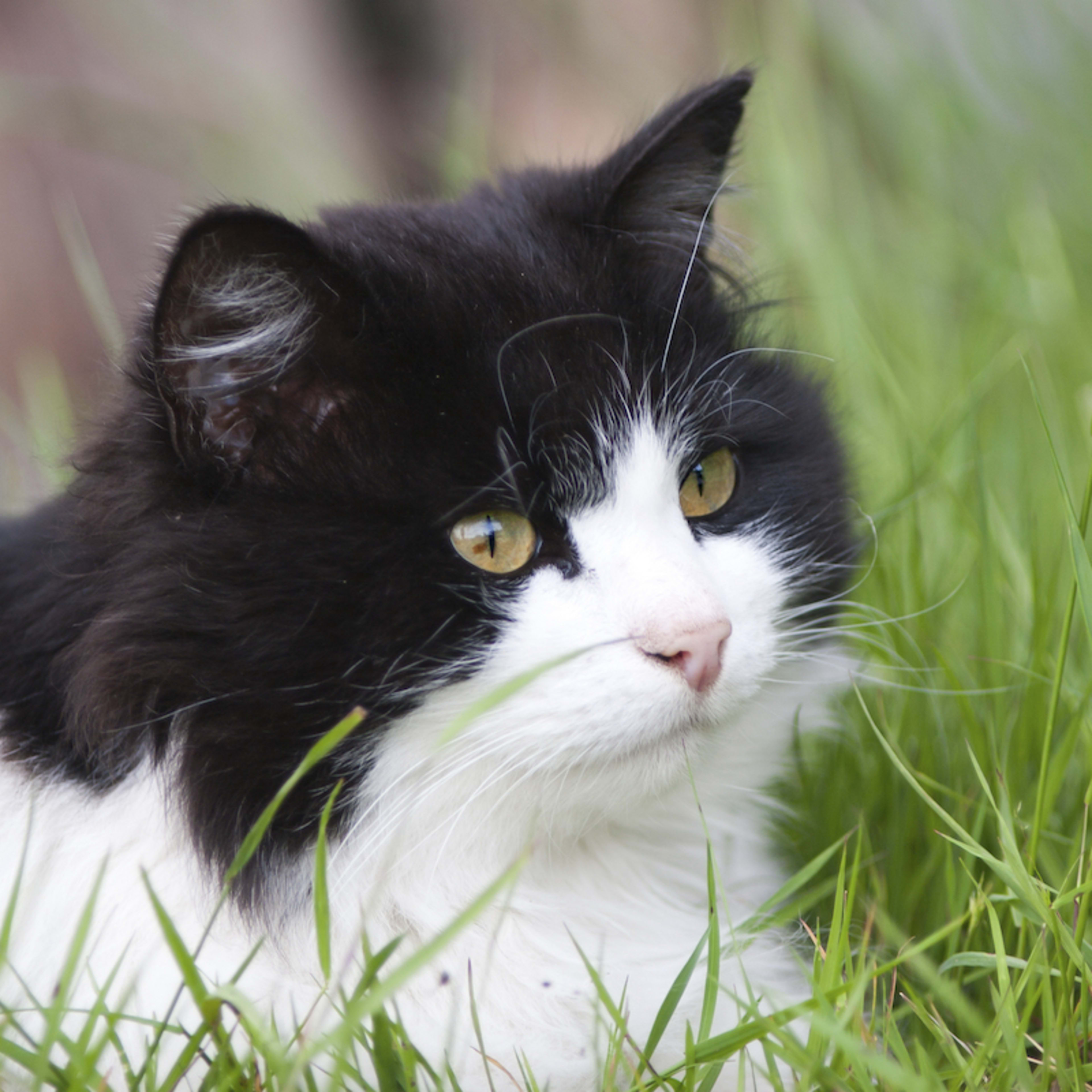 T.J. Maxx's Christmas Tree Cat Scratcher Is a Holiday Must-Buy - PetHelpful