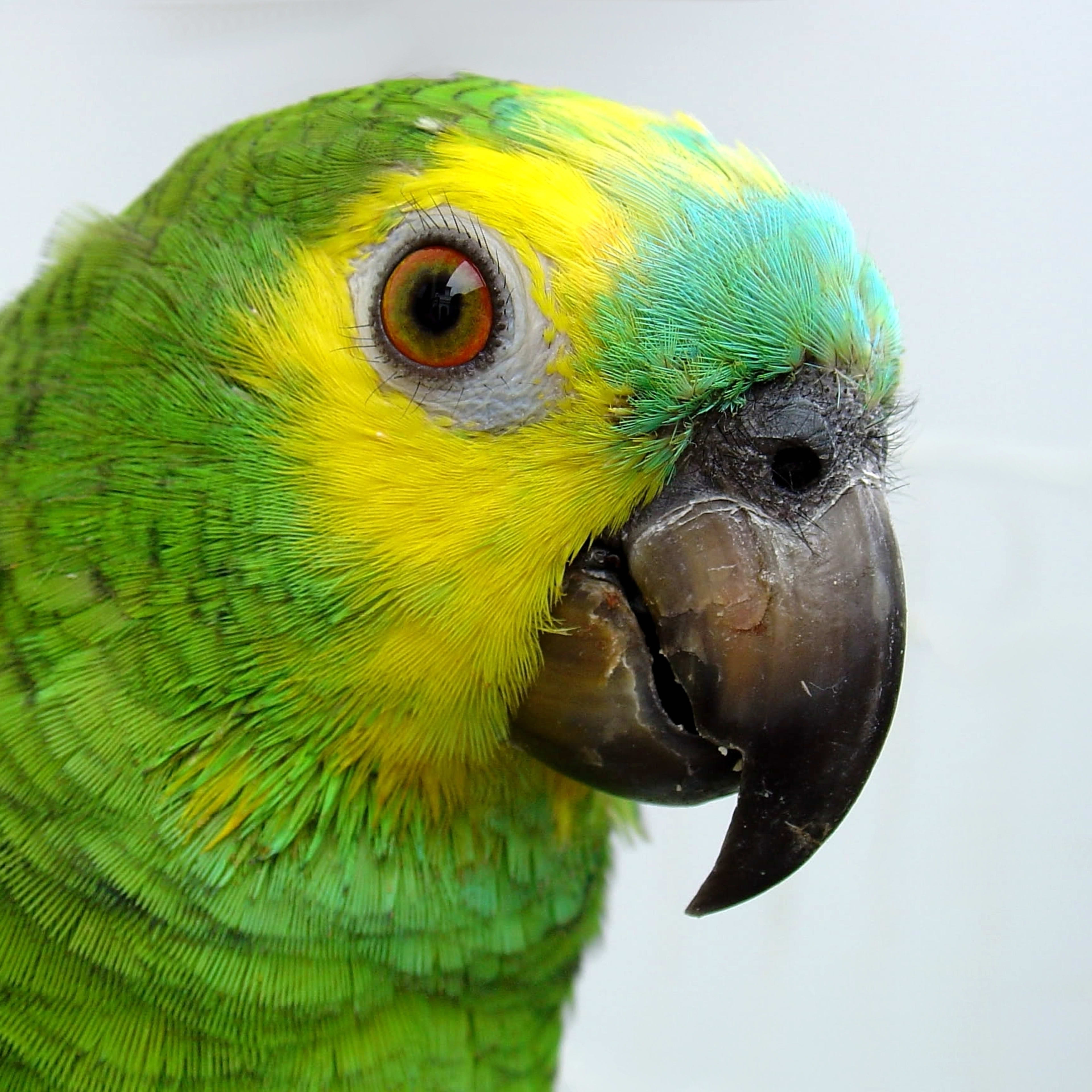 Moment Dog Mom Realizes Her New Foster Understands Spanish Is Pure Joy ...