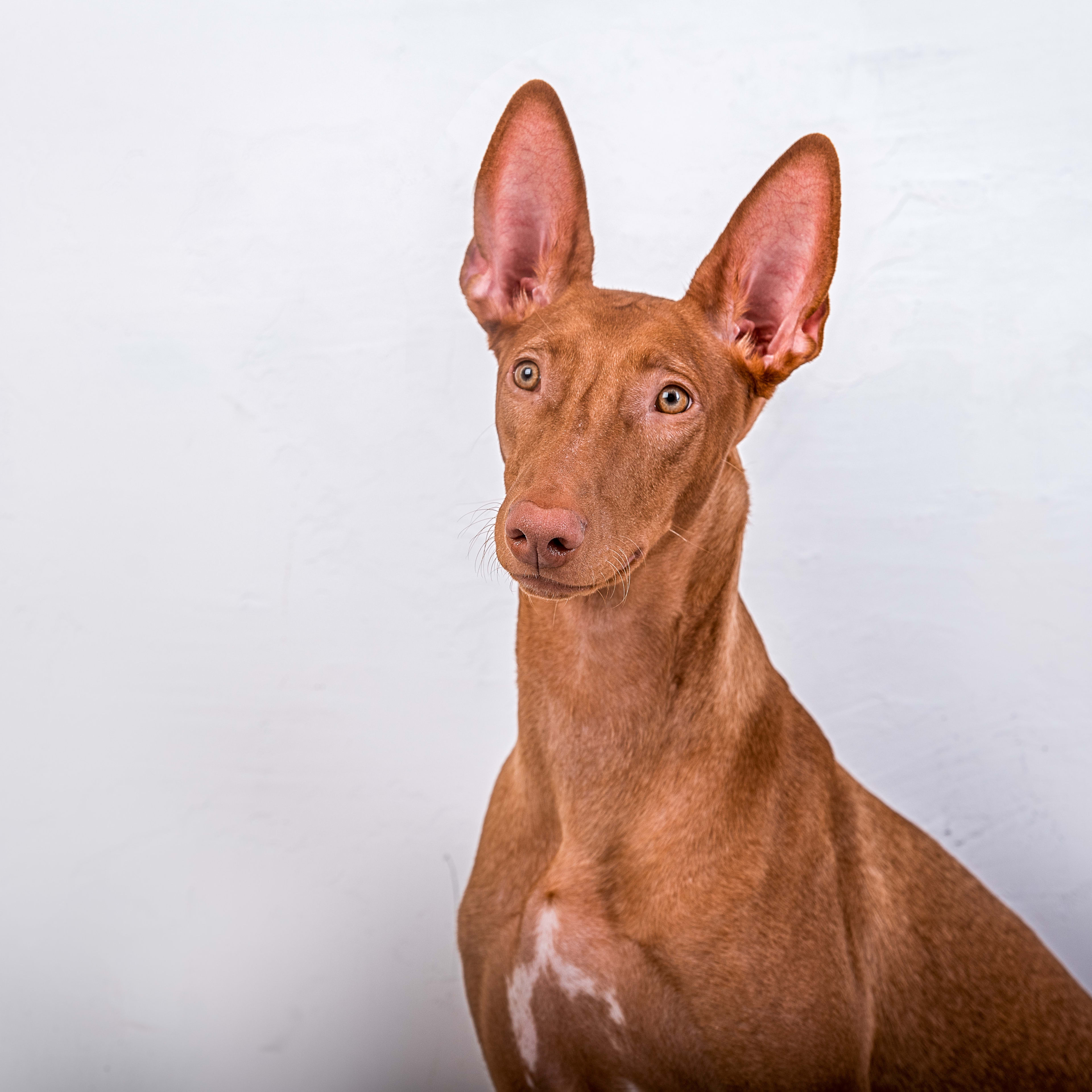 15 Best Small Companion Dogs (with Details for Each) - PetHelpful