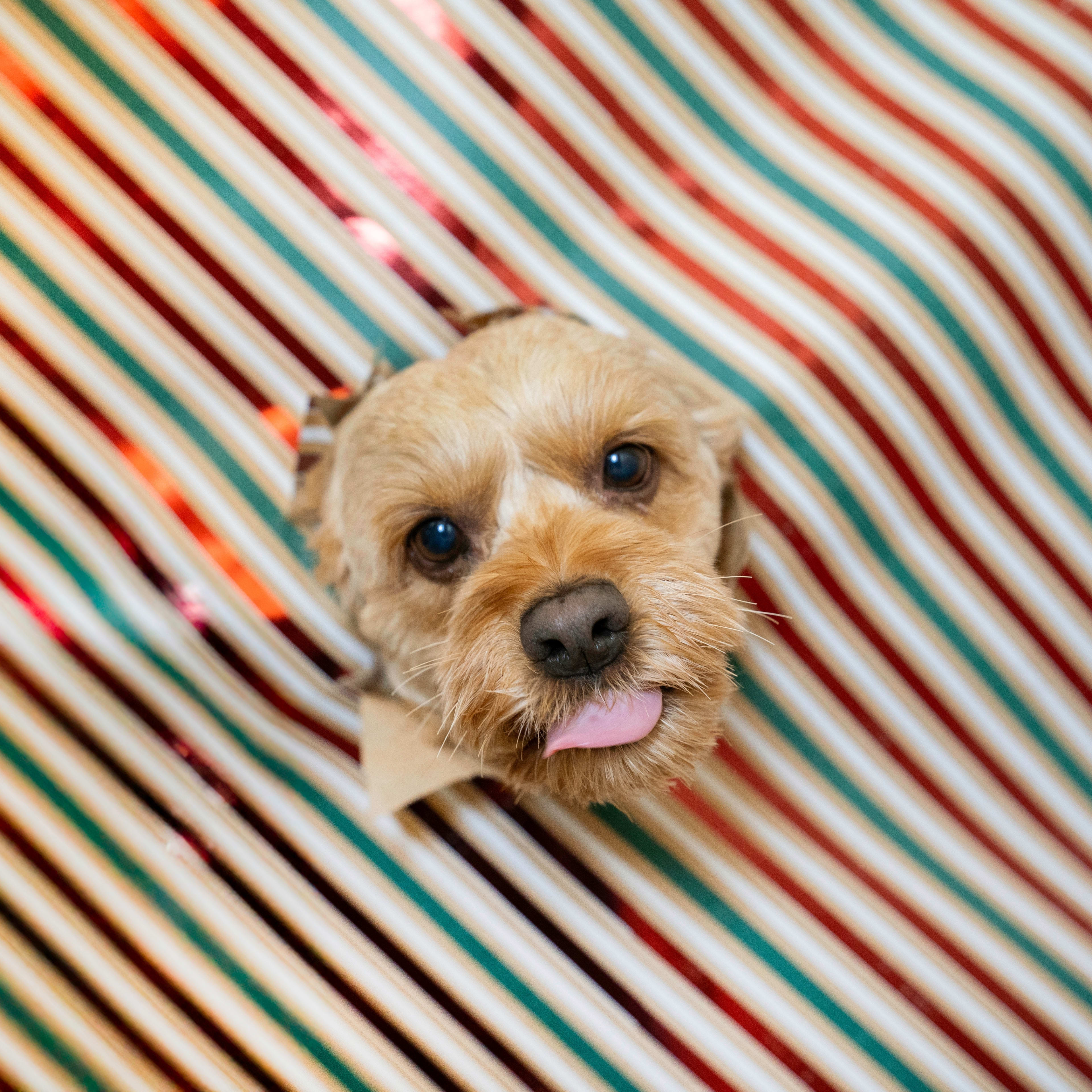 Alaskan Malamute: A Complete Guide to the Majestic Northern Breed ...