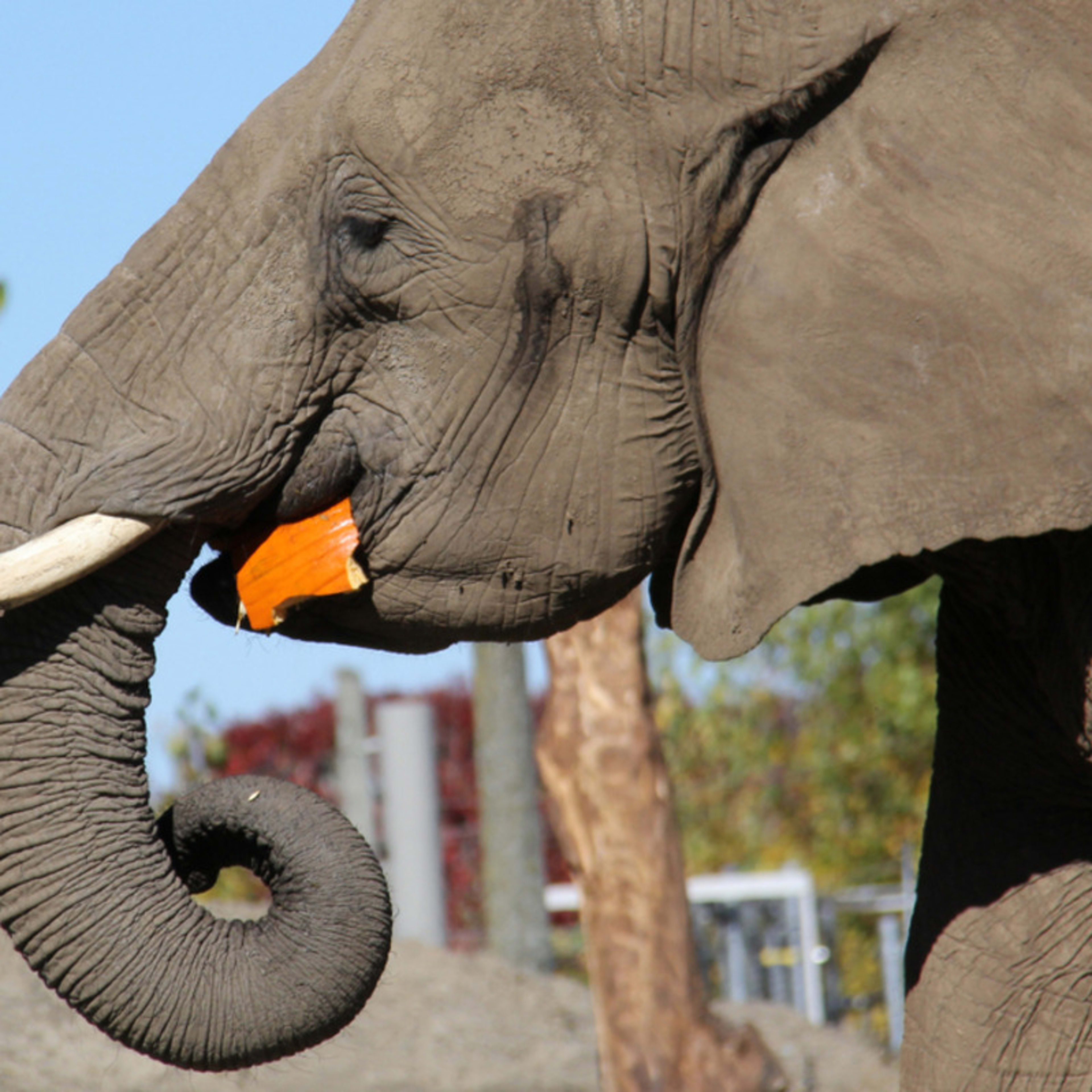 15 Best Small Companion Dogs (with Details for Each) - PetHelpful