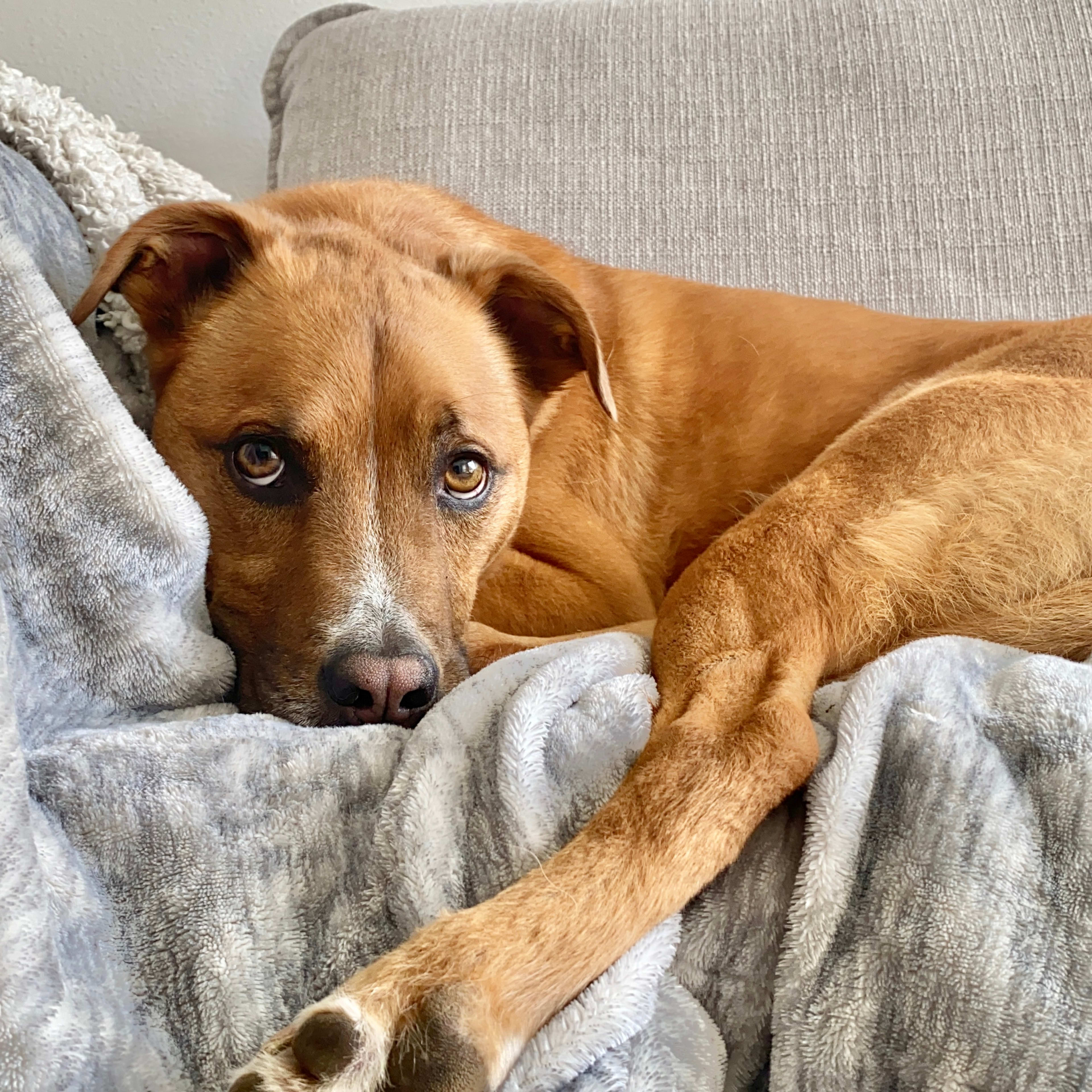 Labrador Retriever and Cat Play the Piano Together, and It’s Impressive ...