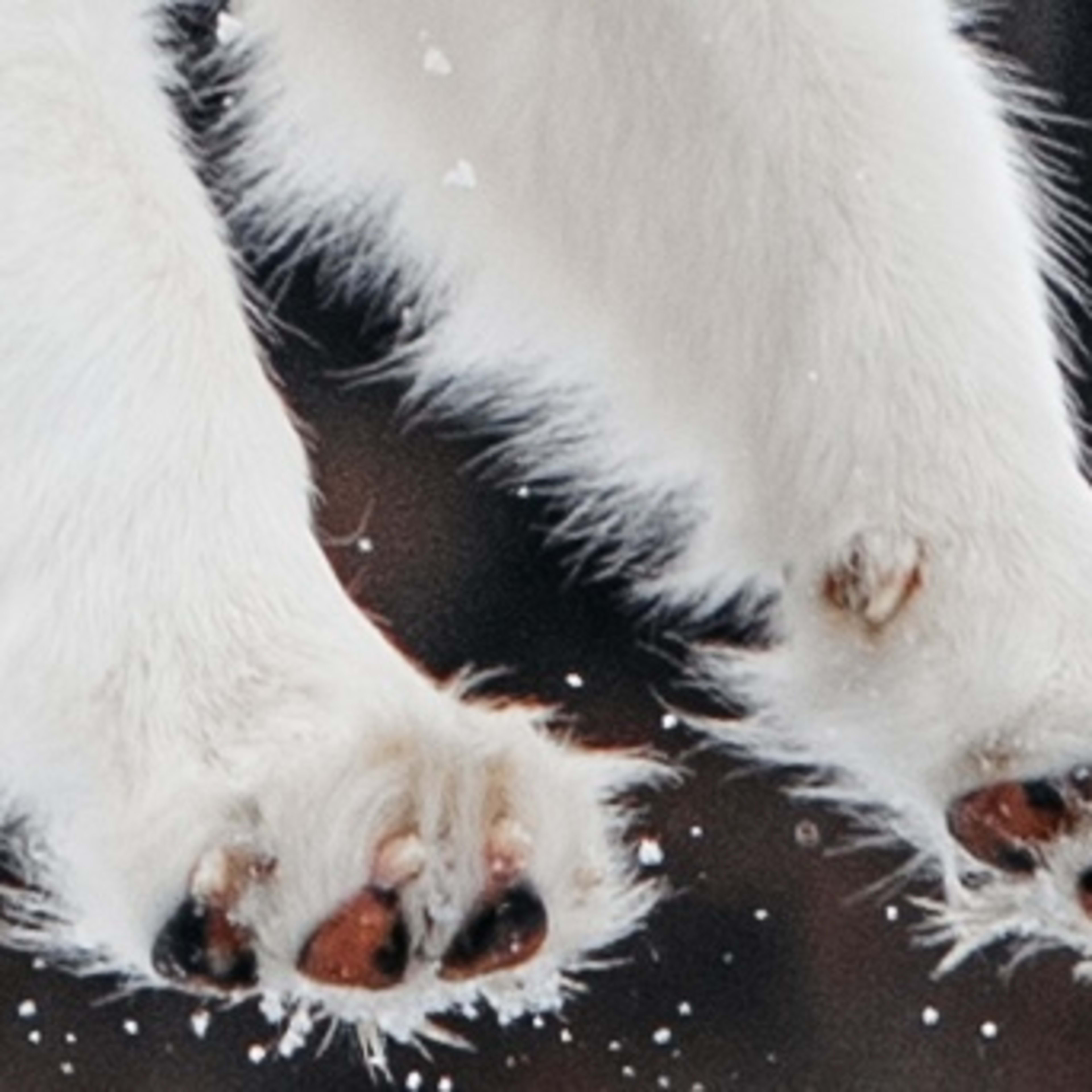 10 Types of Dog Poop and What They Mean - PetHelpful